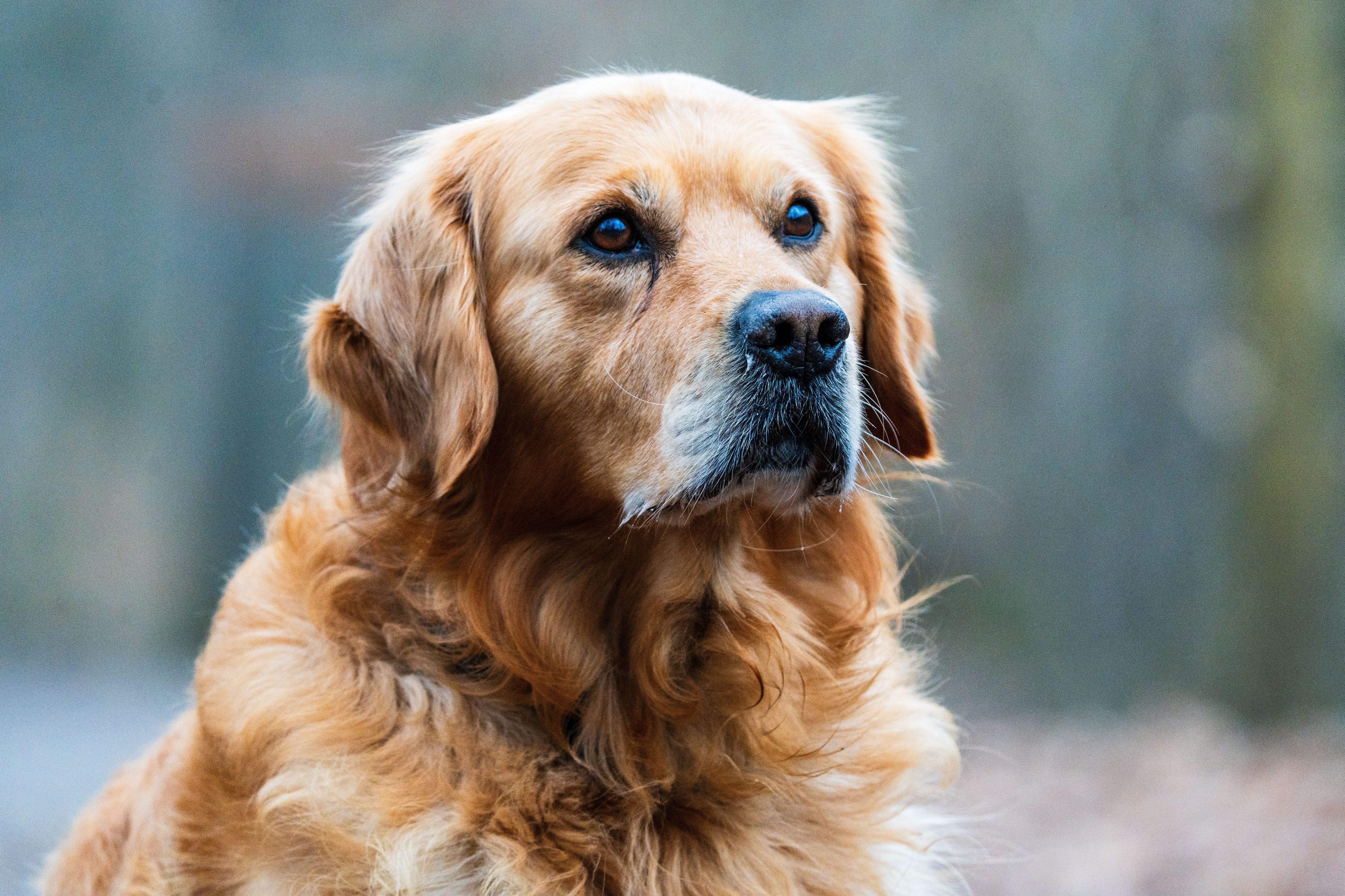 Golden Retriever Portrait in Natural Light · Free Stock Photo