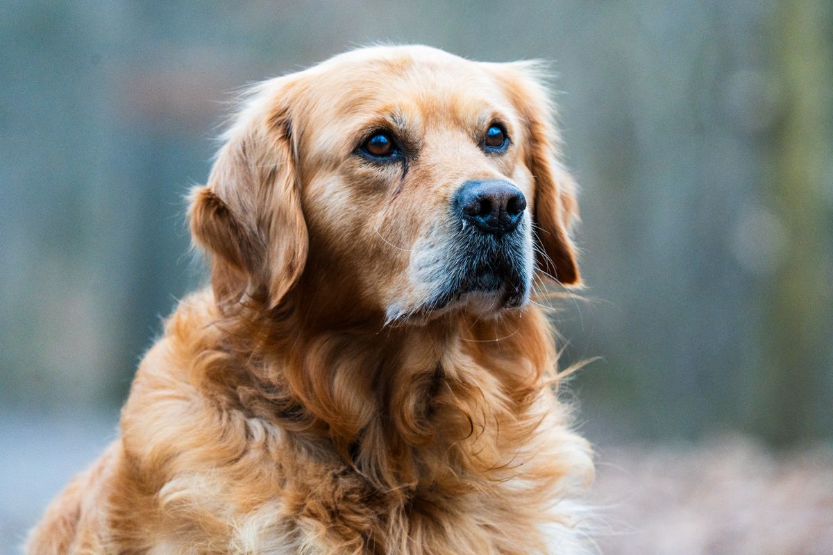 Golden Retriever Dog Photos, Download The BEST Free Golden Retriever ...