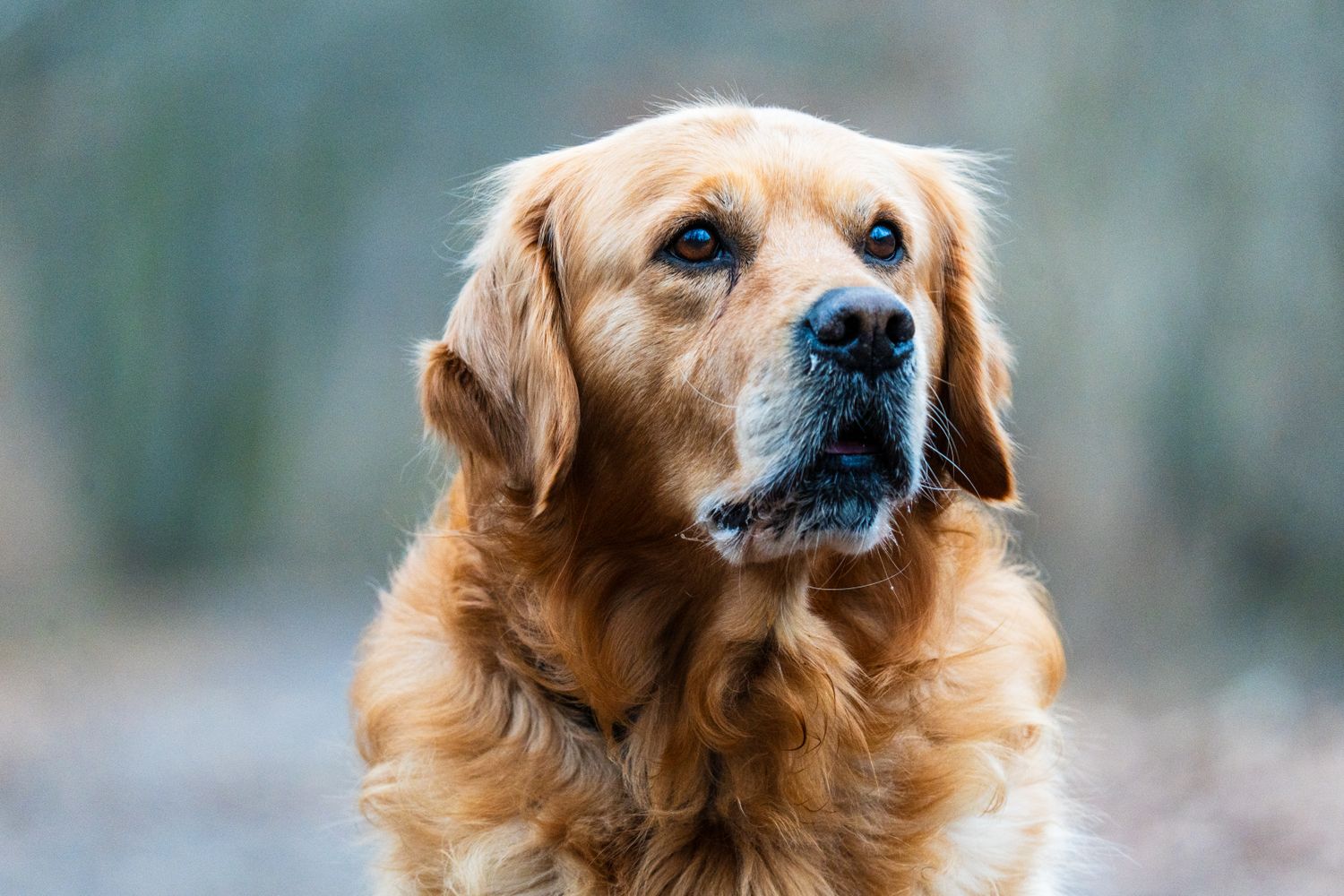 Golden Retriever Outdoor Photos, Download The BEST Free Golden ...