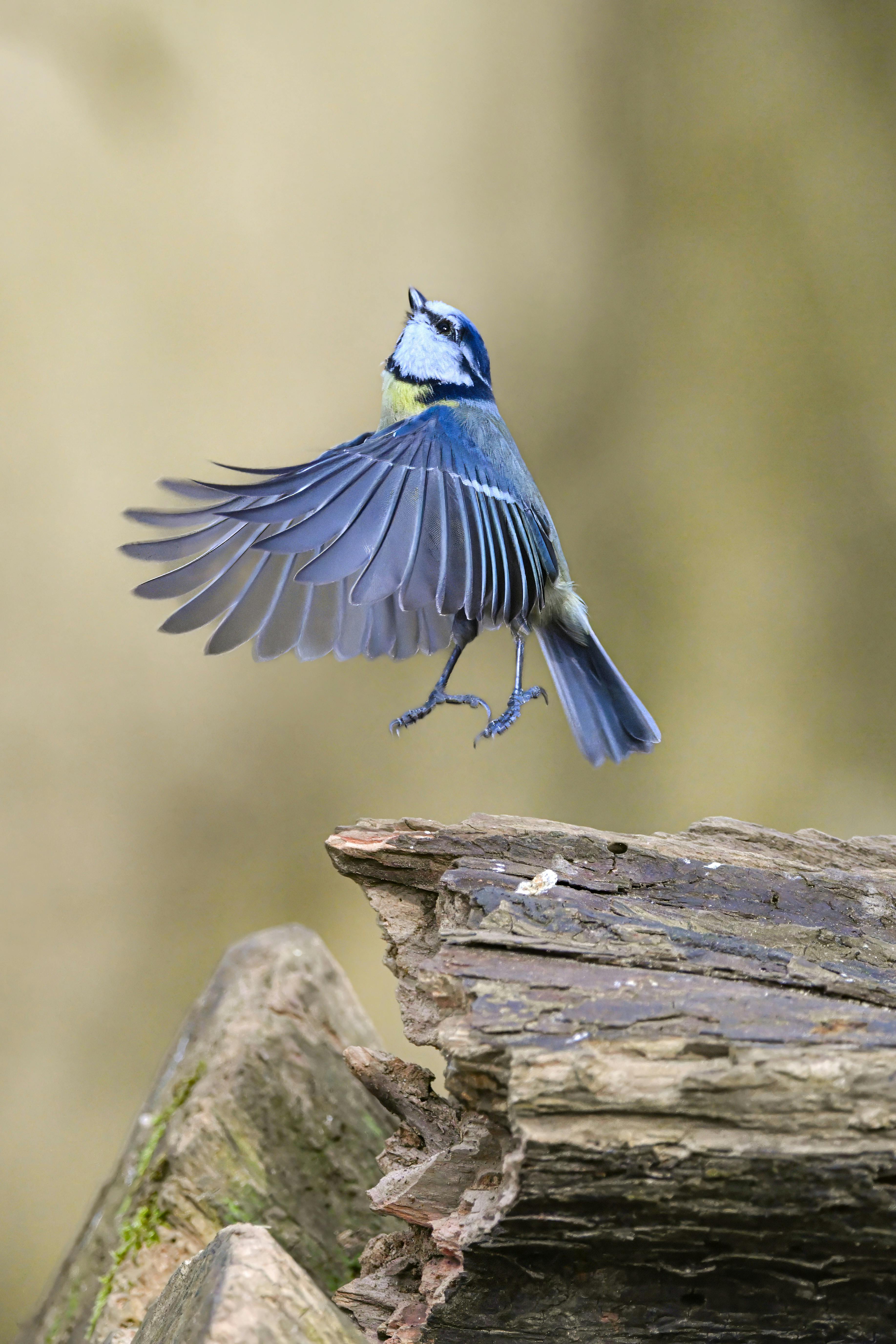 Flight Images Photos, Download The BEST Free Flight Images Stock Photos ...