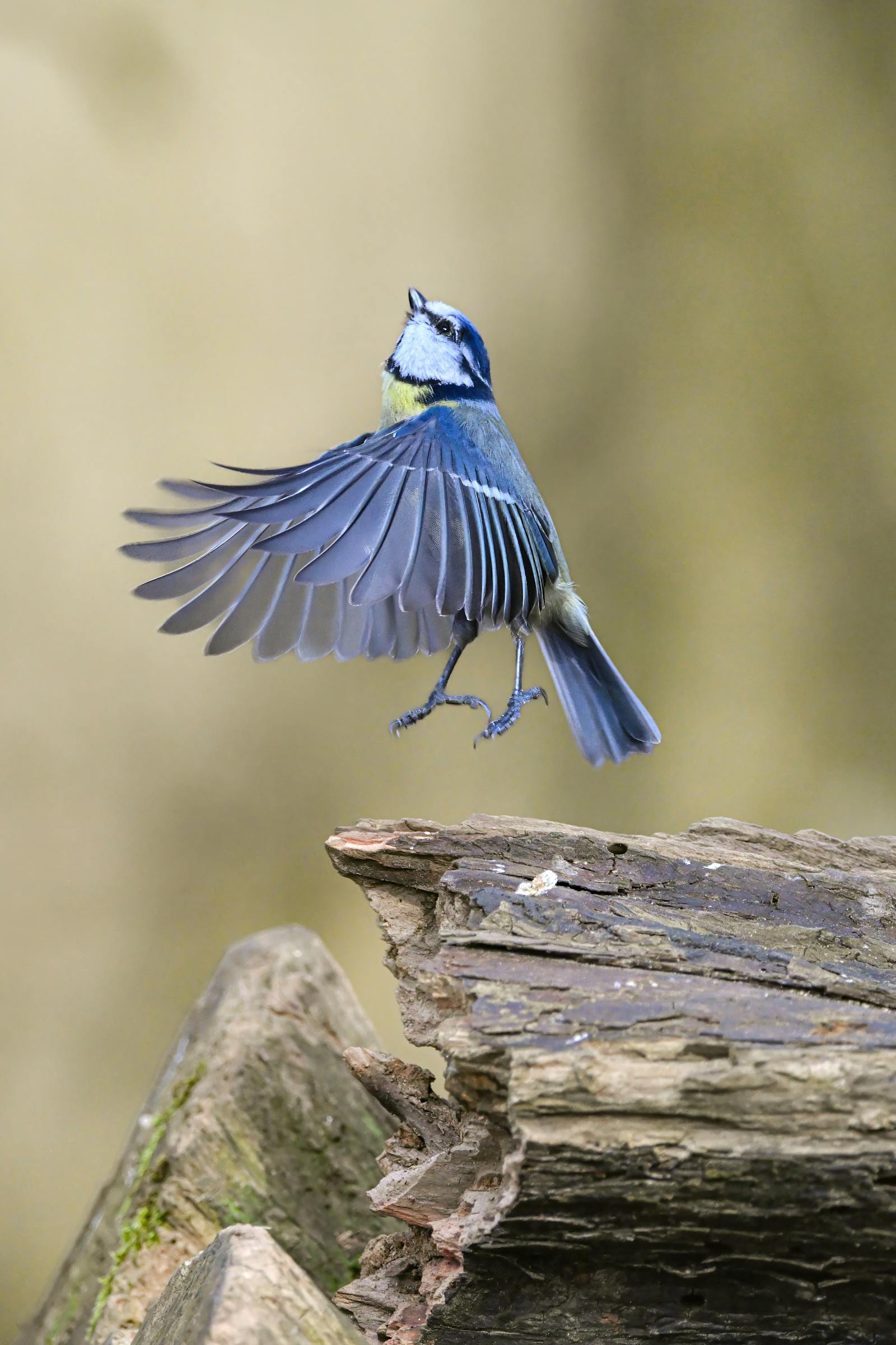 Flight Images Photos, Download The BEST Free Flight Images Stock Photos ...