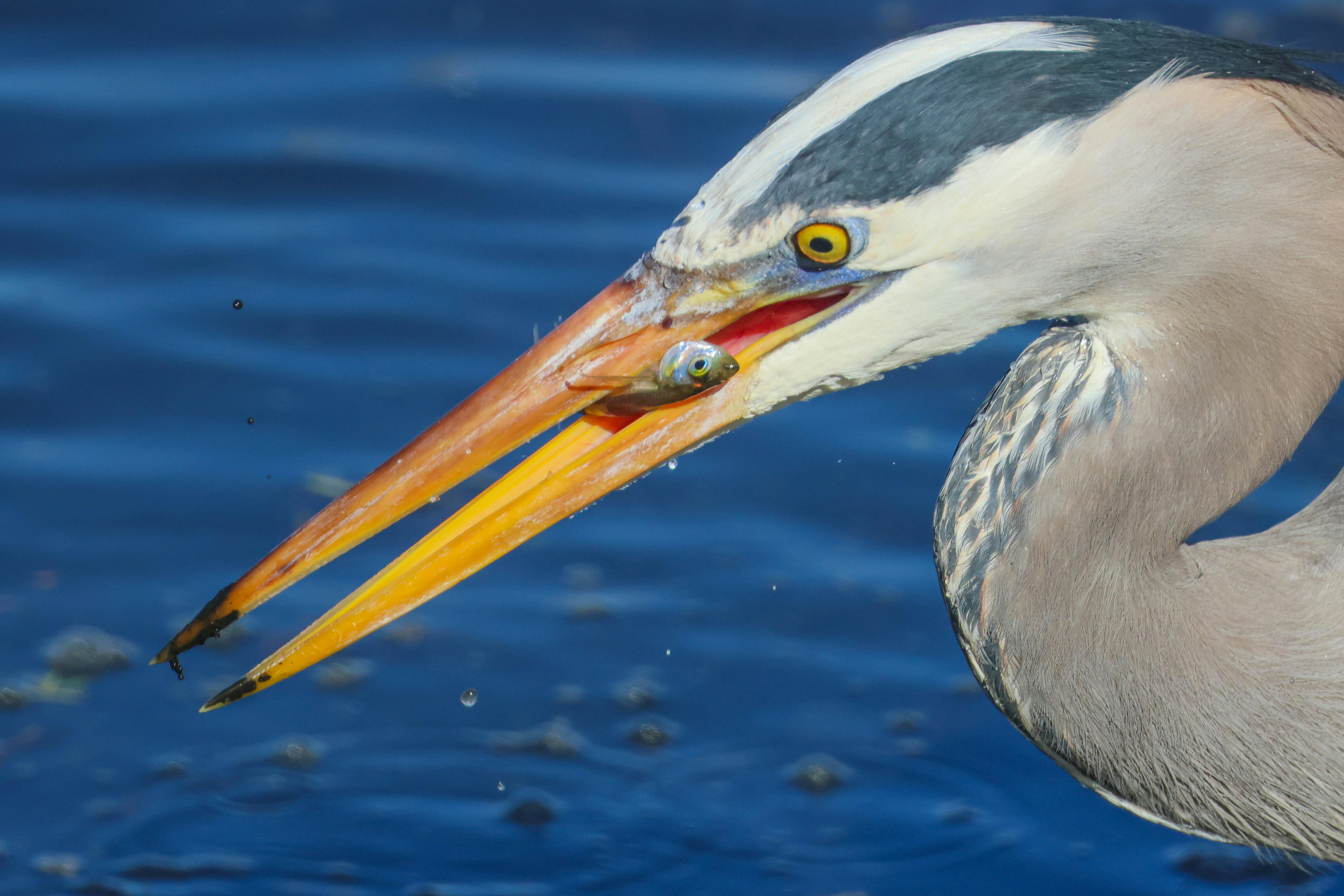 Great Blue Heron Catching Fish in Blue Water · Free Stock Photo