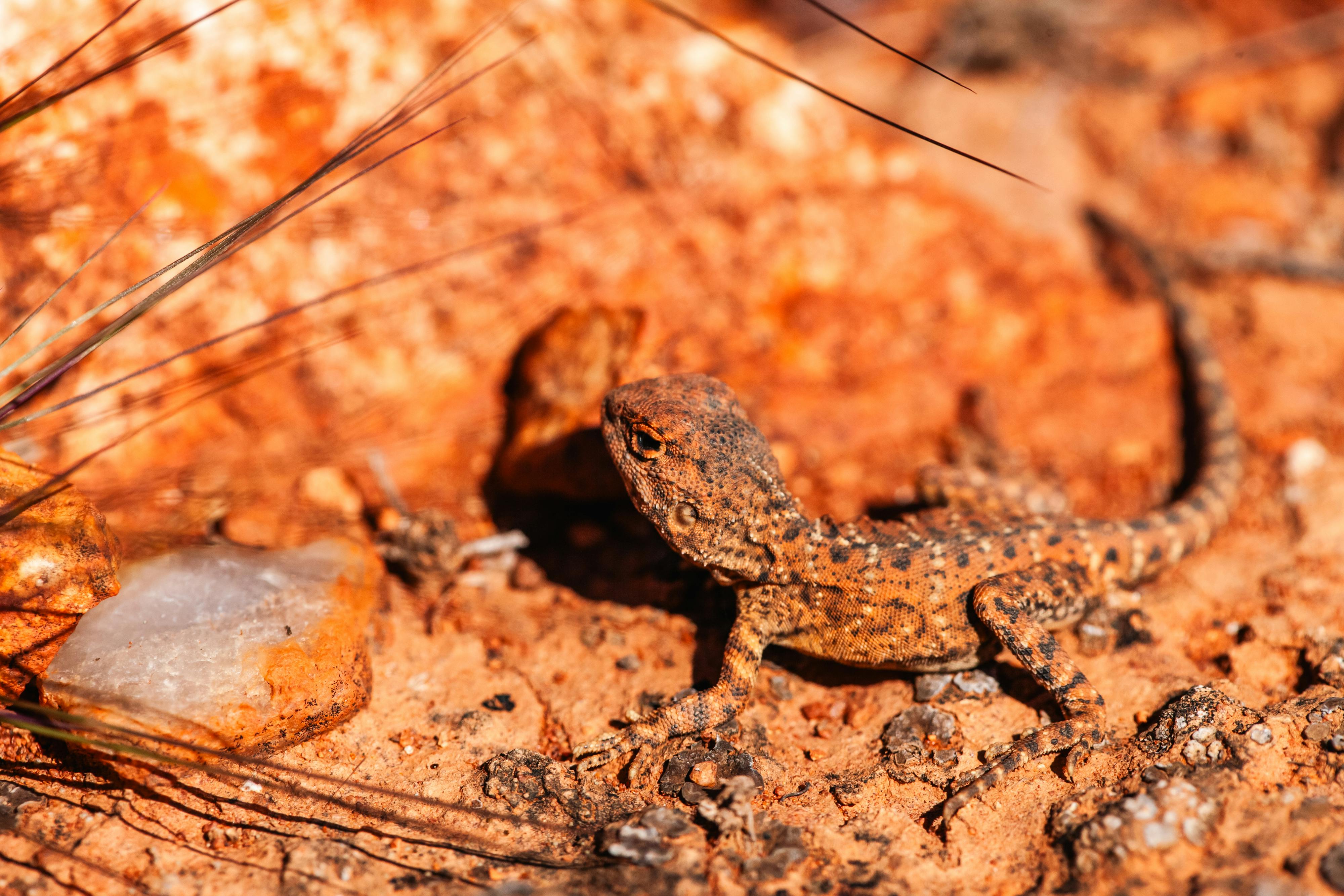 Western Australian Lizard in Cue Desert · Free Stock Photo