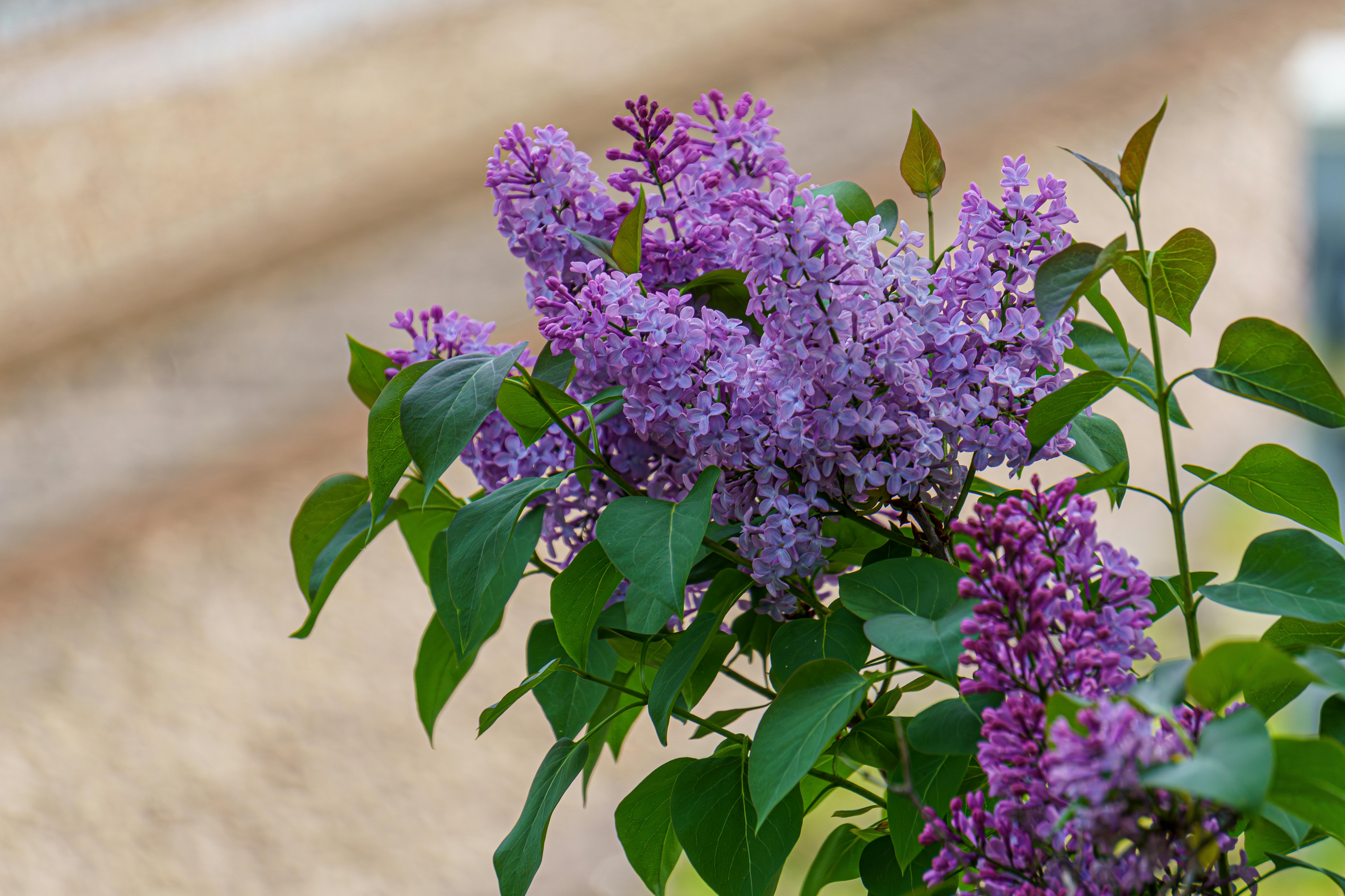 Vibrant Purple Lilac Bloom in Spring Outdoors · Free Stock Photo