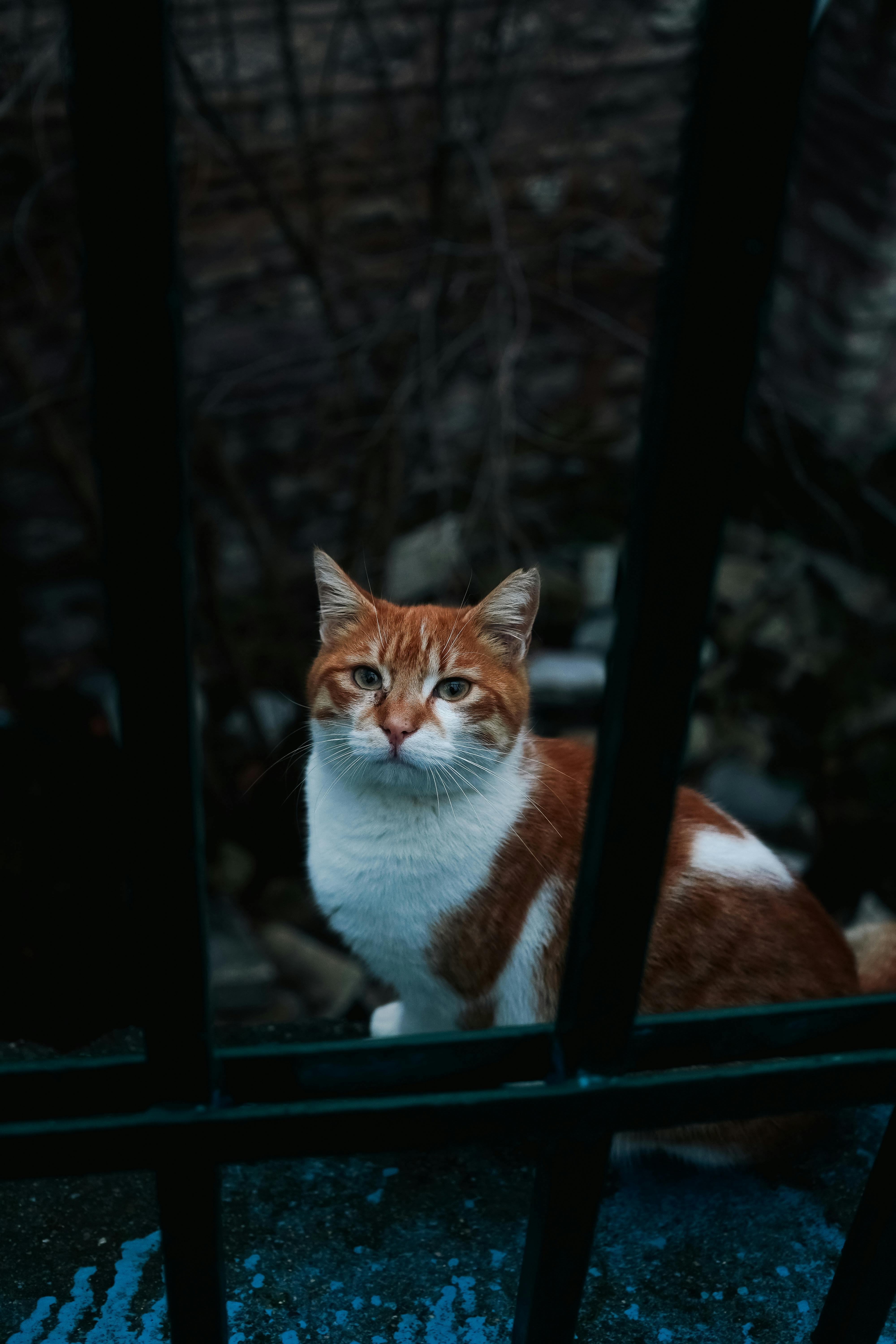 Ginger Cat Behind Bars in Urban Setting · Free Stock Photo