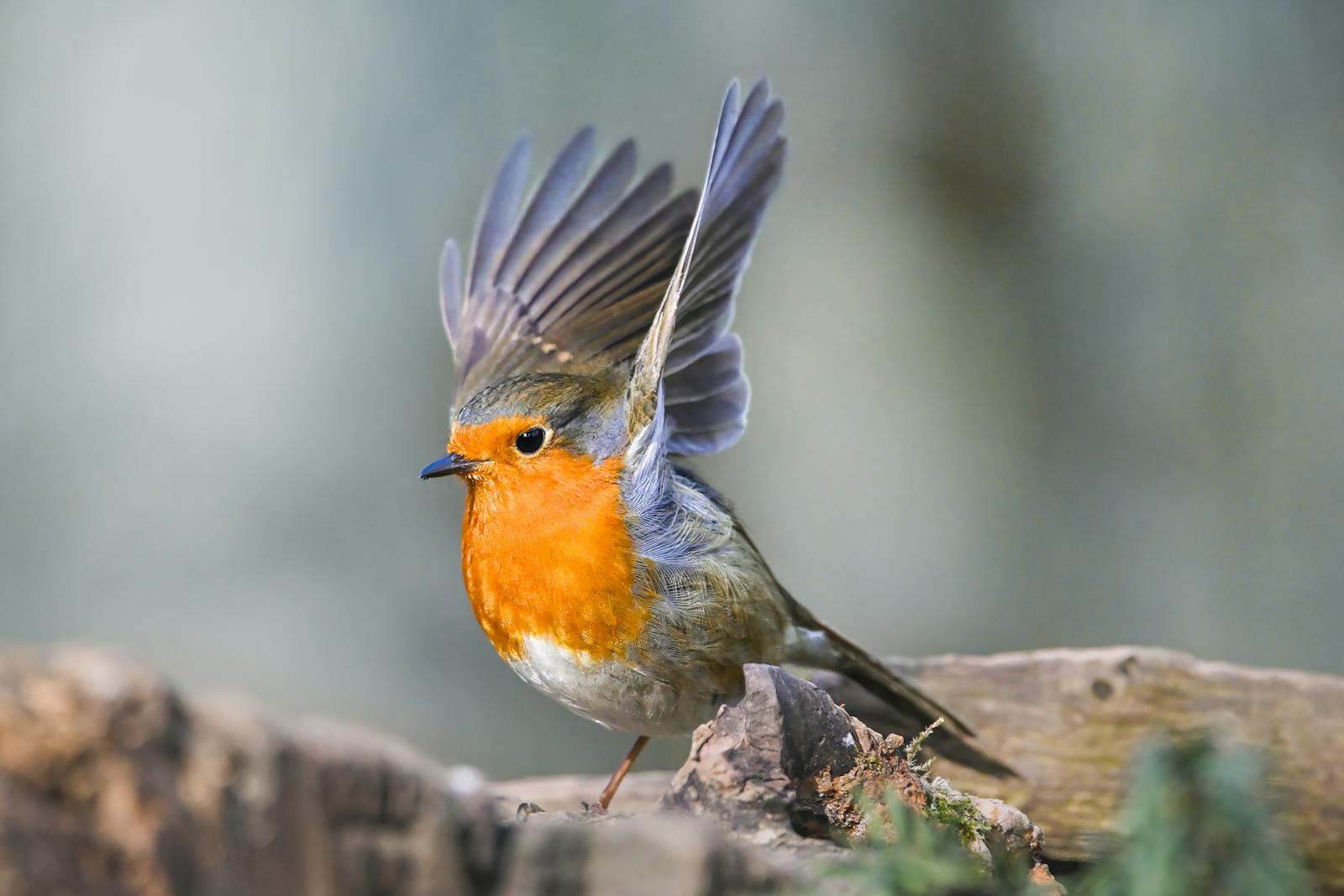 Robin Photos, Download The BEST Free Robin Stock Photos & HD Images