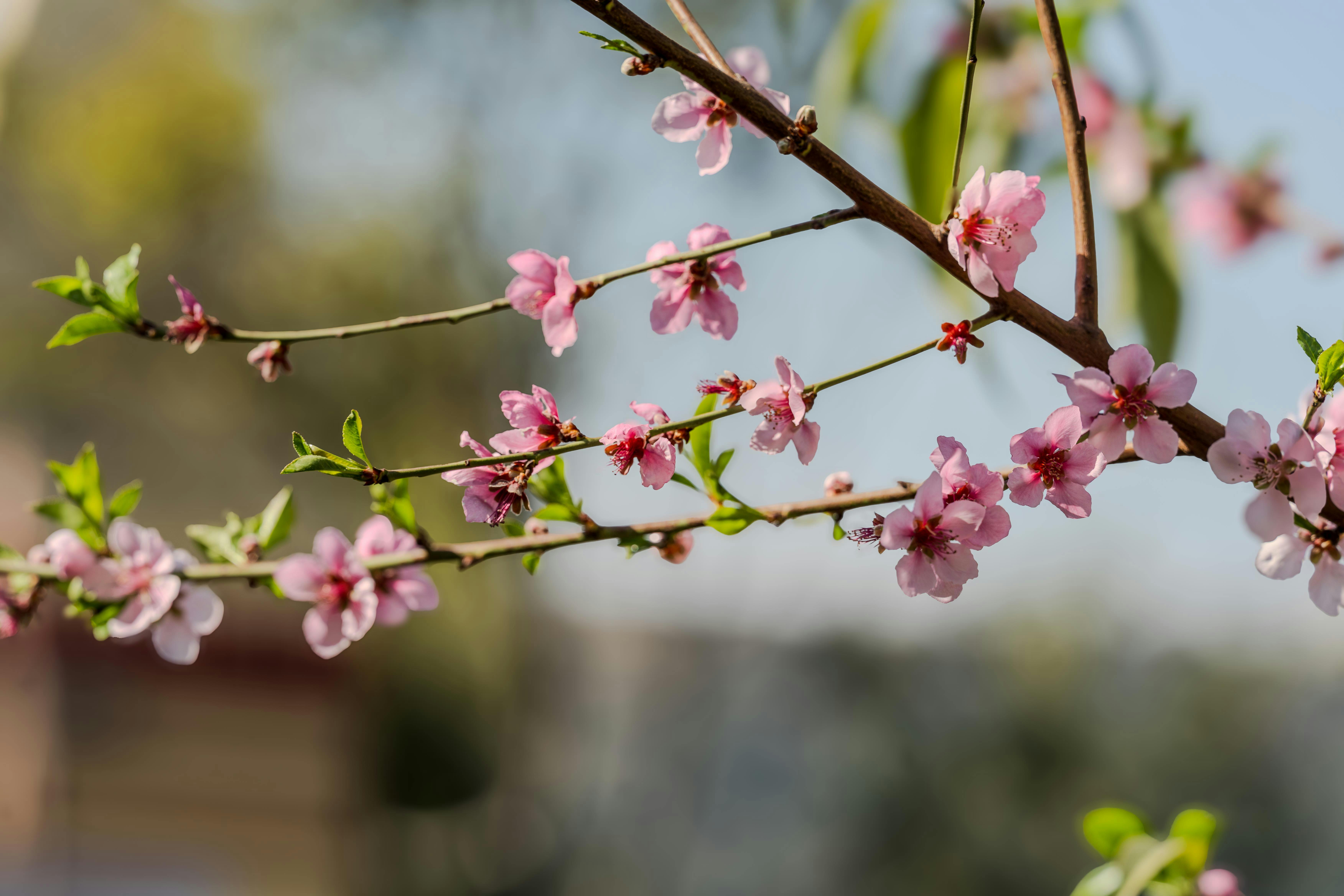 Beautiful Spring Blossom Branch in Full Bloom · Free Stock Photo