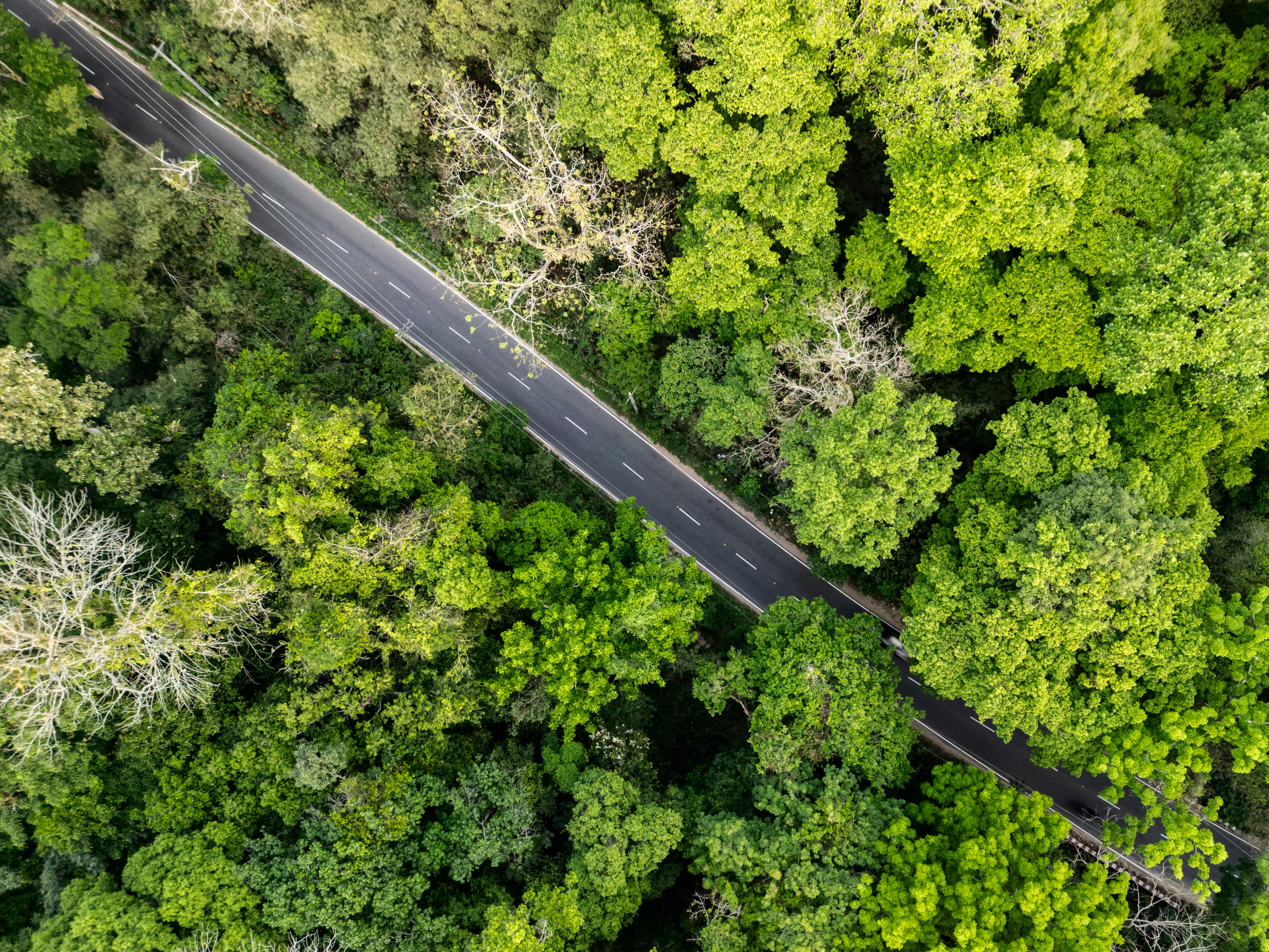Aerial View of Road Passing Through Lush Forest · Free Stock Photo