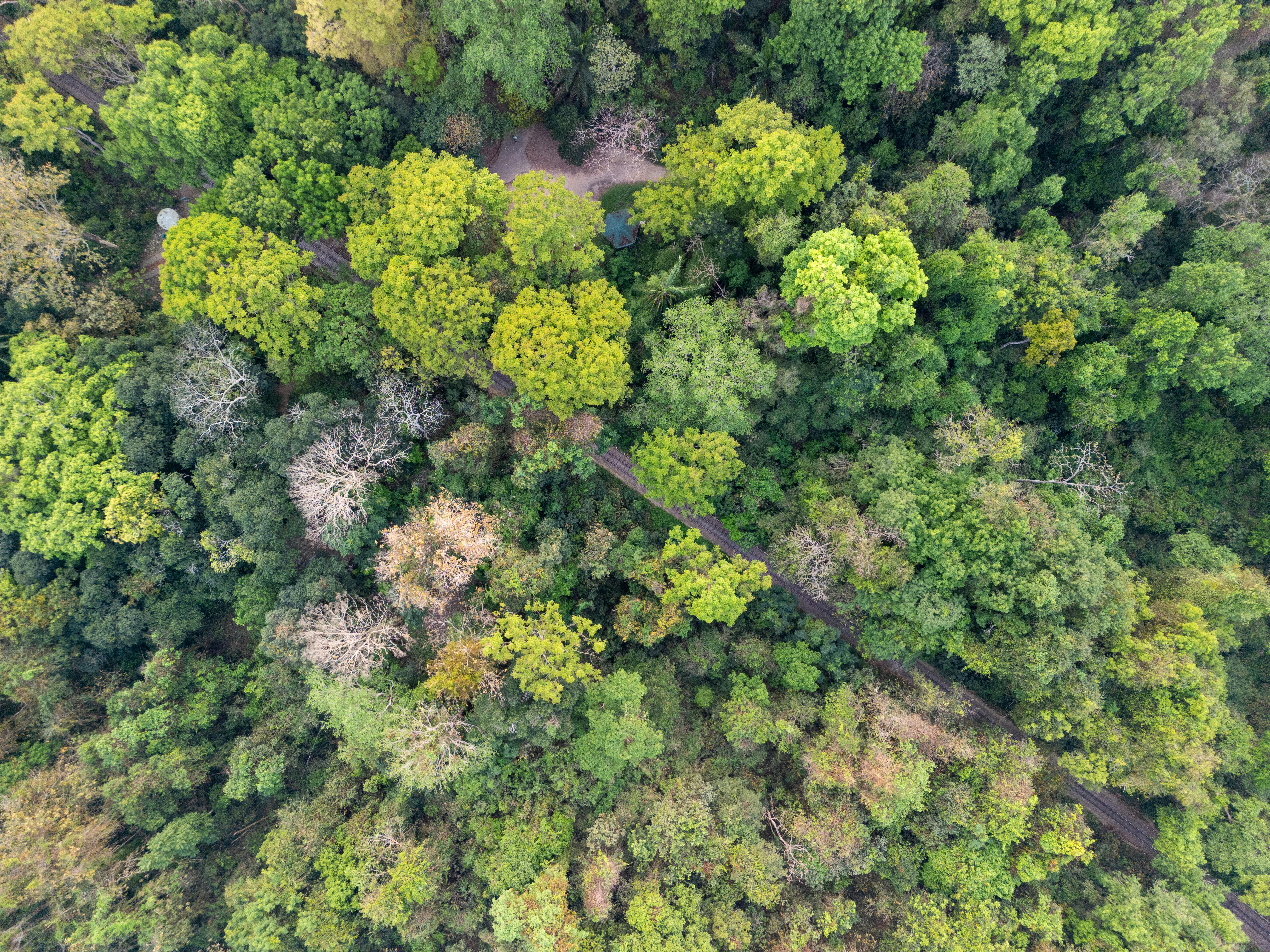 Aerial View of Lush Forest in Kamalganj, Bangladesh · Free Stock Photo