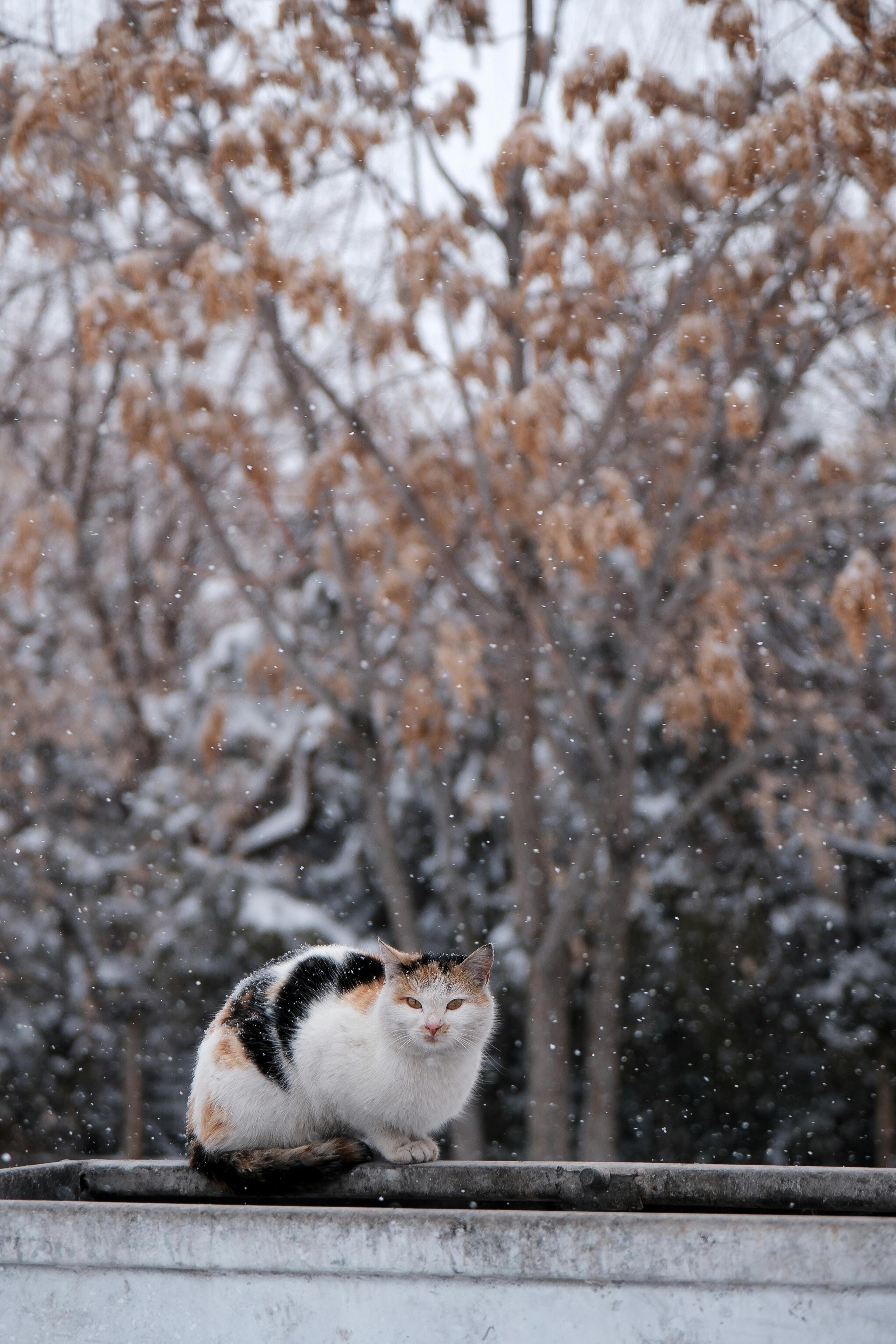 Calico Cat in a Snowy Winter Landscape · Free Stock Photo