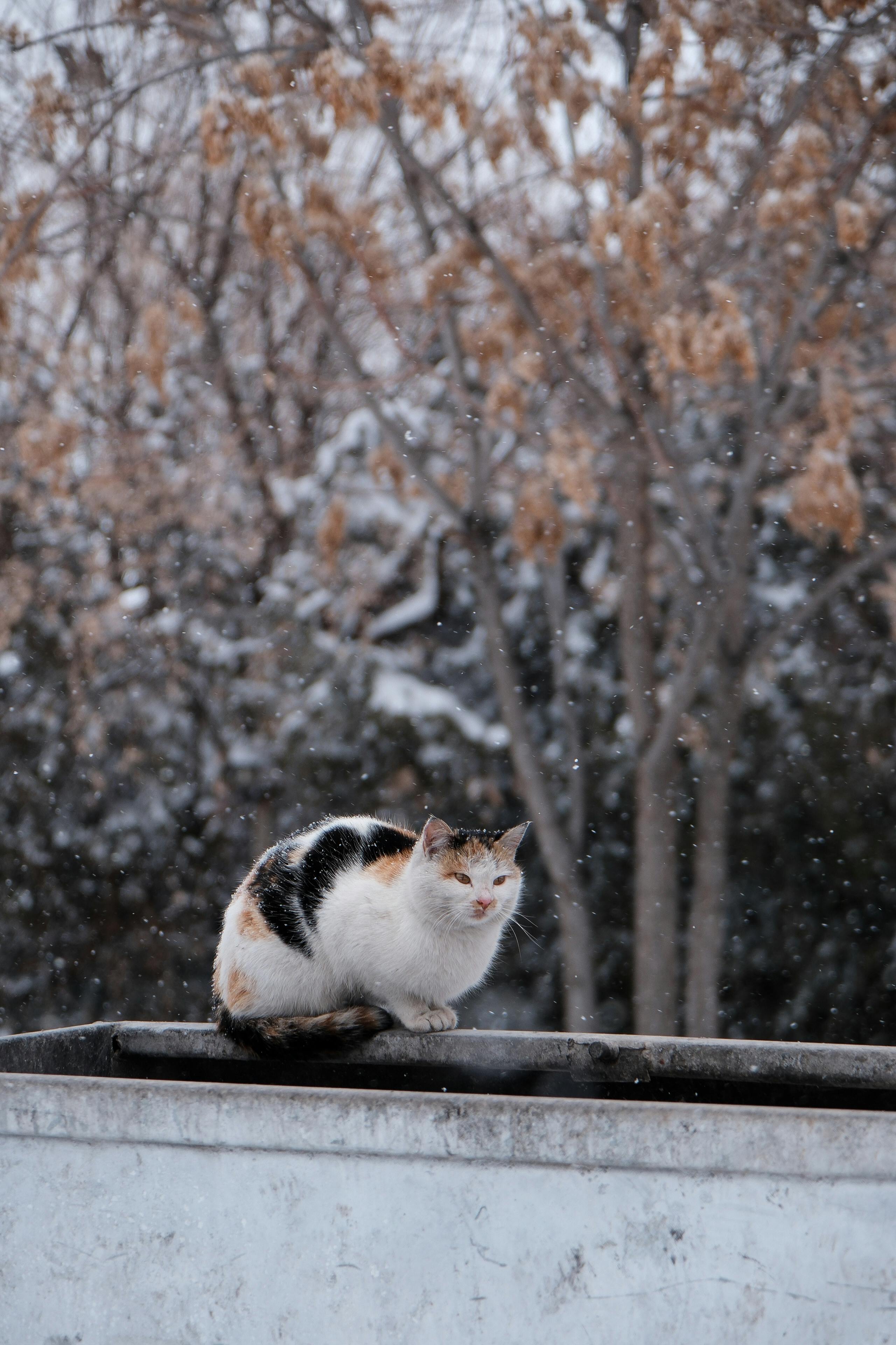 Calico Cat in Winter Scene with Falling Snow · Free Stock Photo