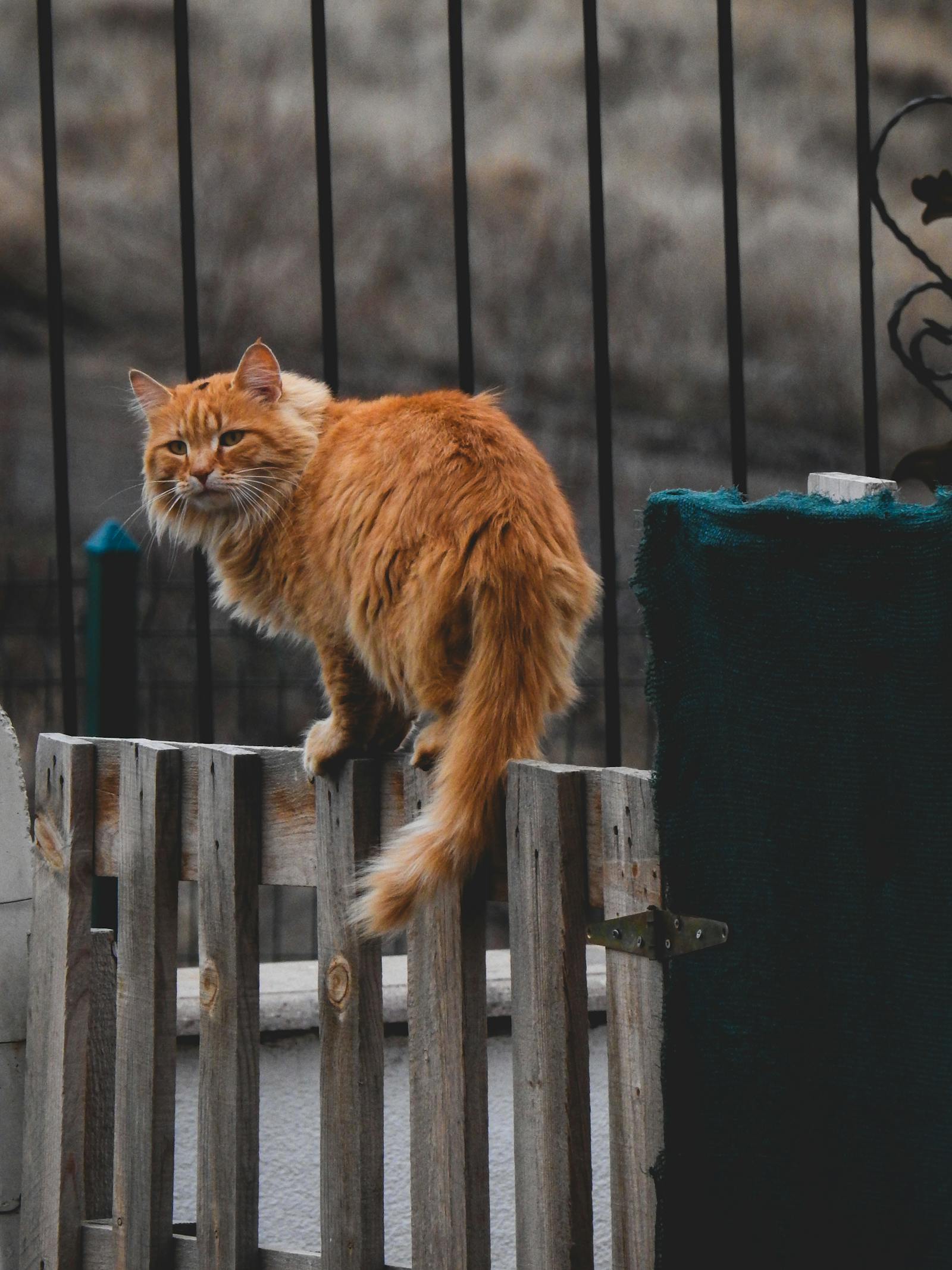 Orange Cat Photos, Download The BEST Free Orange Cat Stock Photos & HD ...