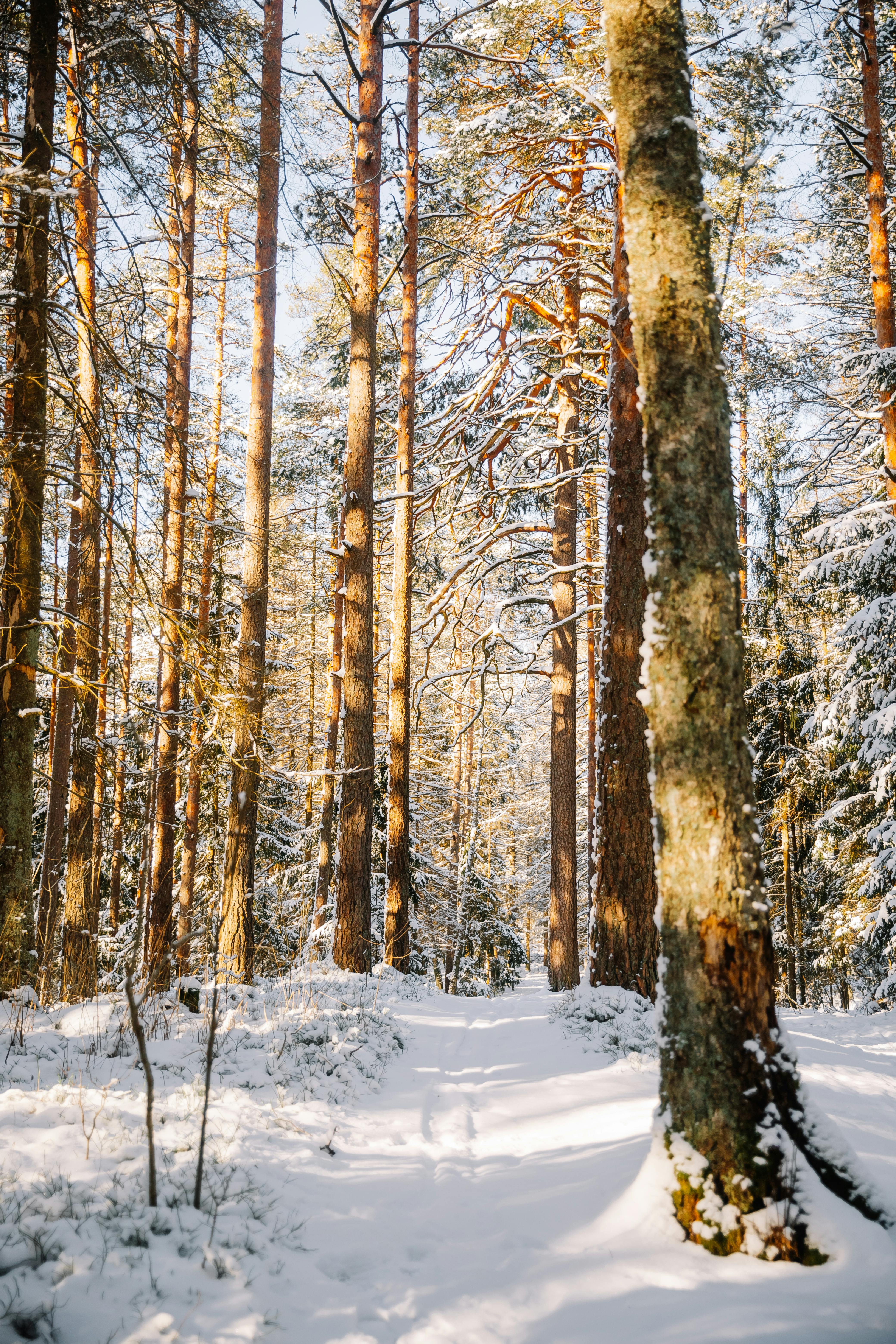 Serene Snowy Forest Path in Winter Sunlight · Free Stock Photo