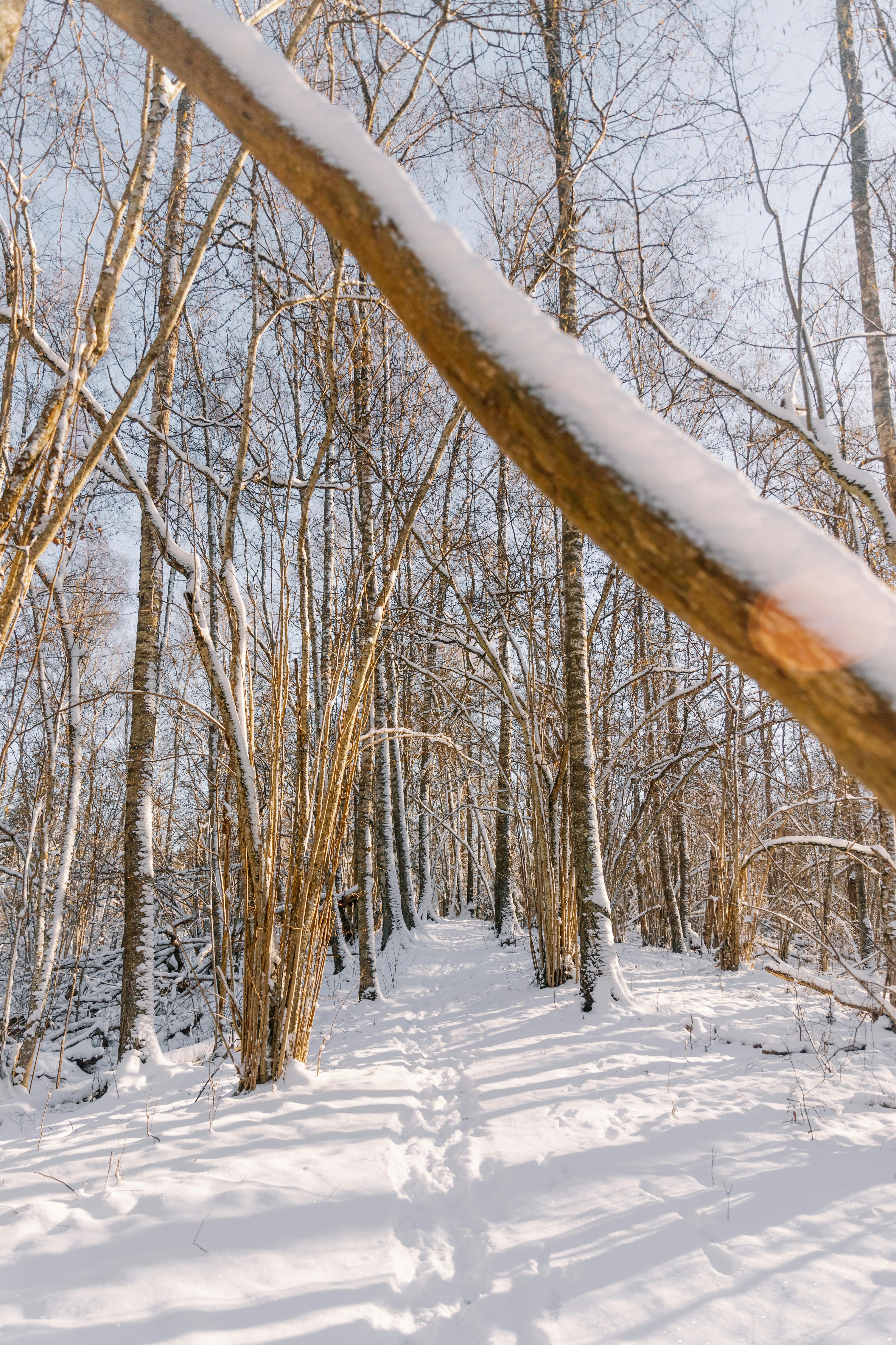 Snowy Winter Forest Path with Sunlight · Free Stock Photo