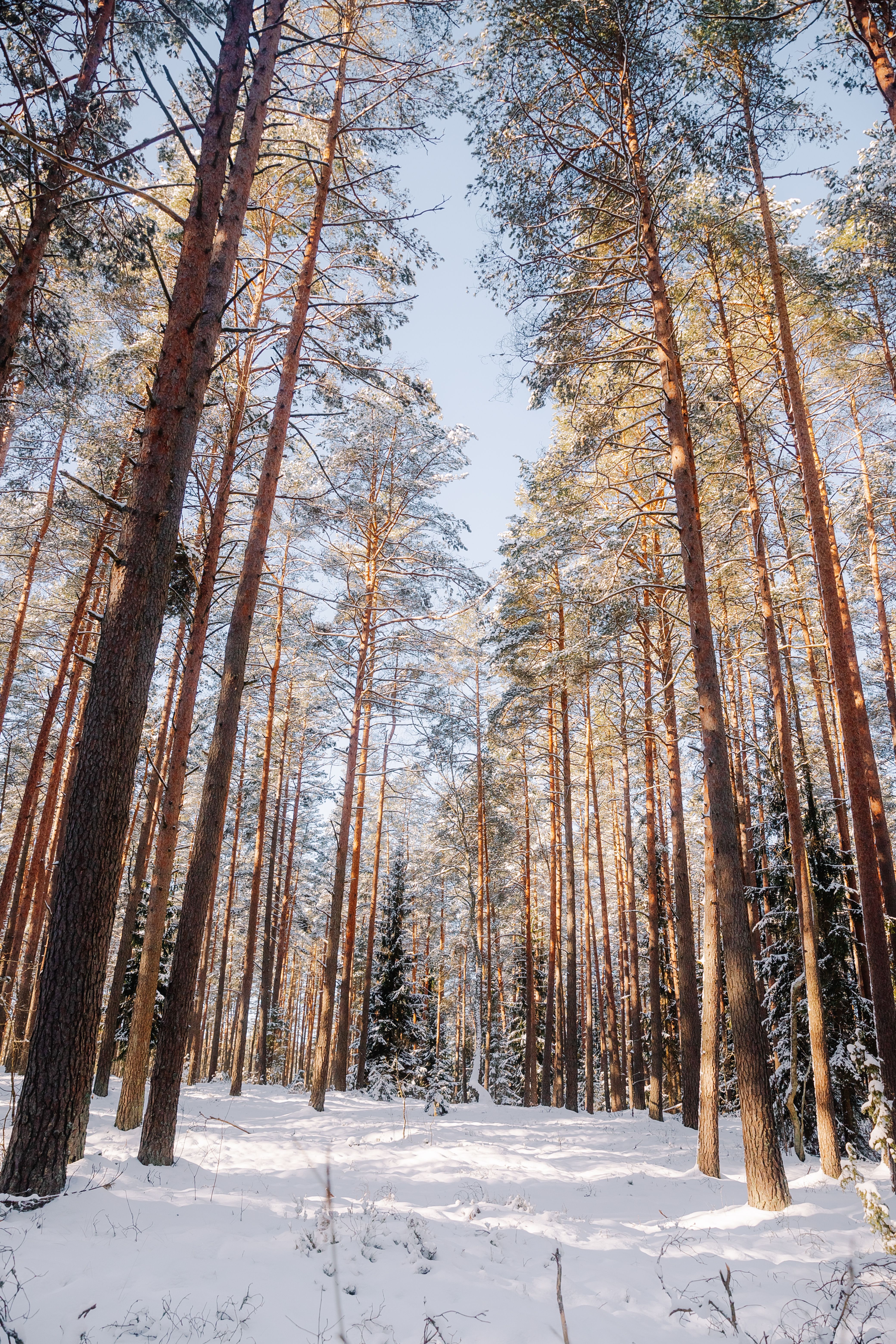 Tall Pine Trees in Serene Snowy Forest · Free Stock Photo