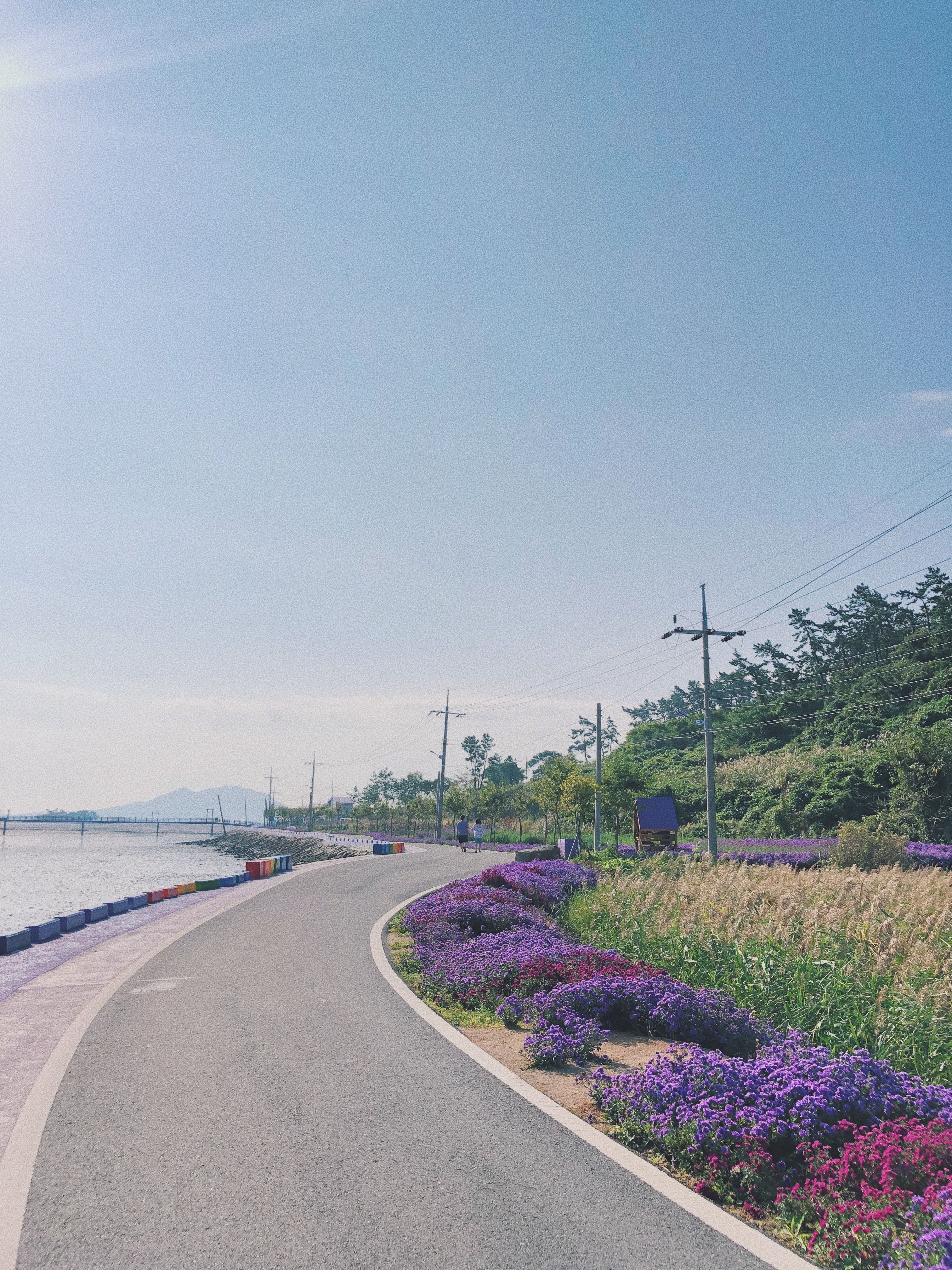 Scenic Coastal Road with Vibrant Purple Flowers · Free Stock Photo