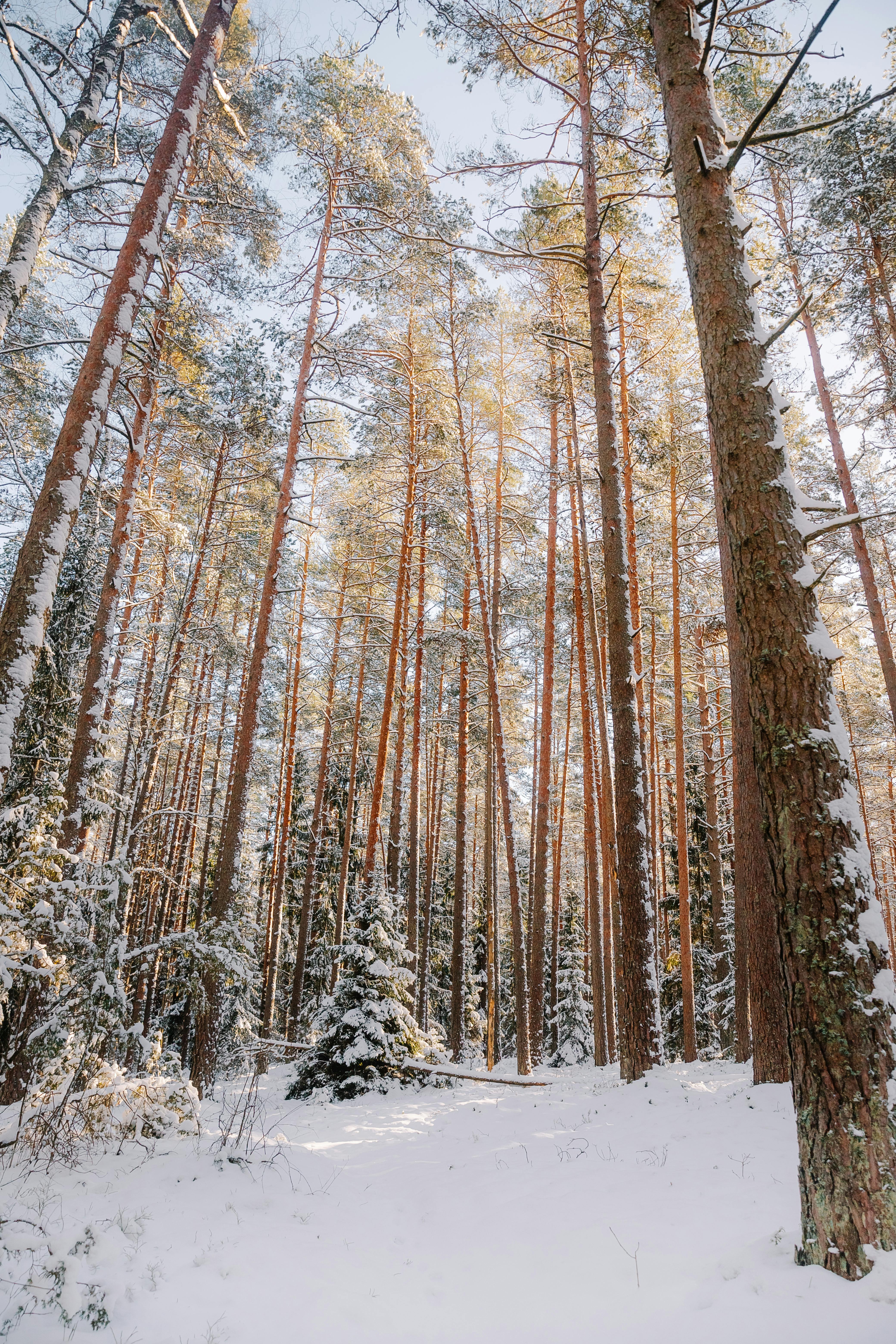 Winter Forest with Tall Snow-Covered Trees · Free Stock Photo
