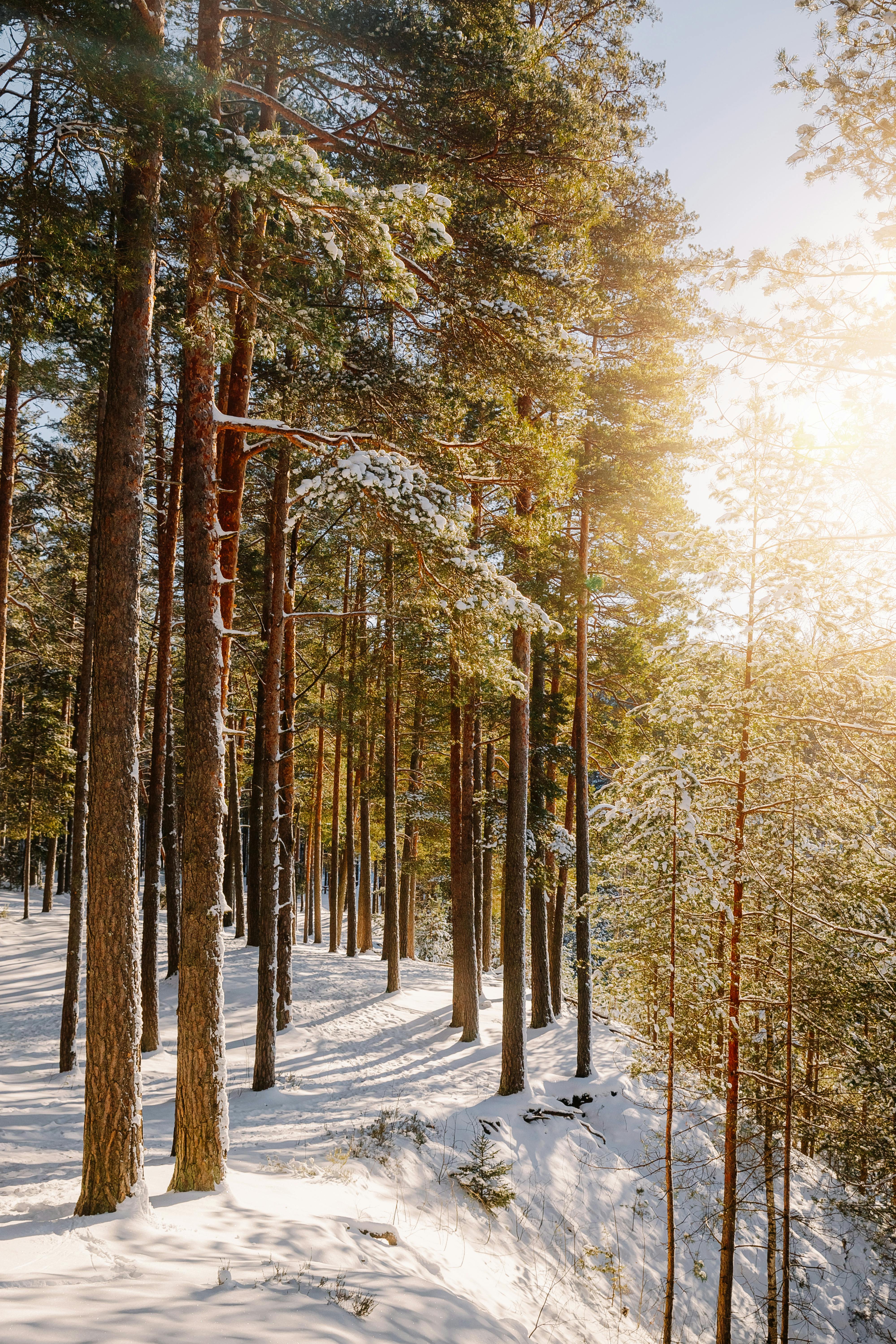 Sunny Winter Forest with Snow-Covered Trees · Free Stock Photo