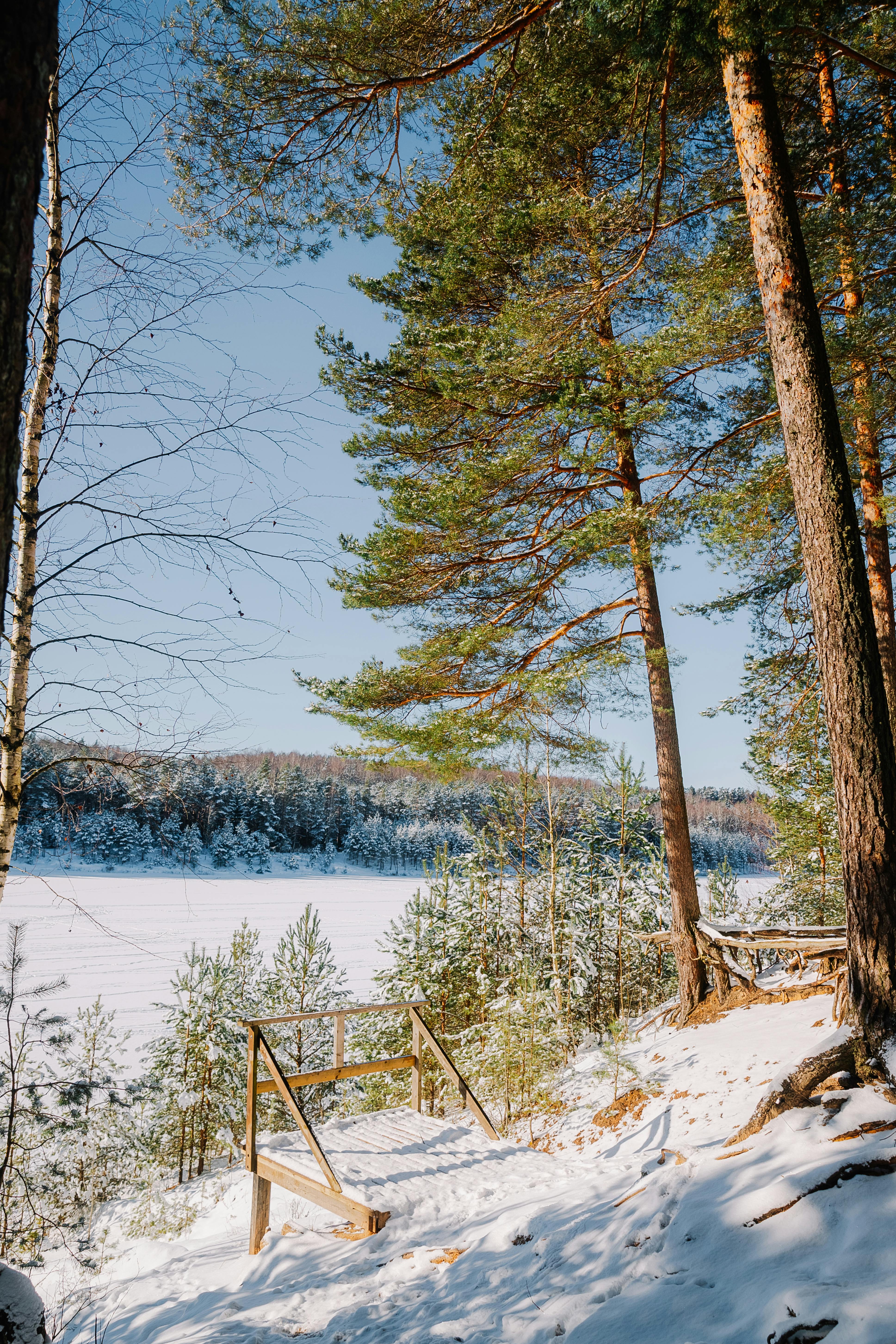 Snow-Covered Forest Path in Winter Landscape · Free Stock Photo
