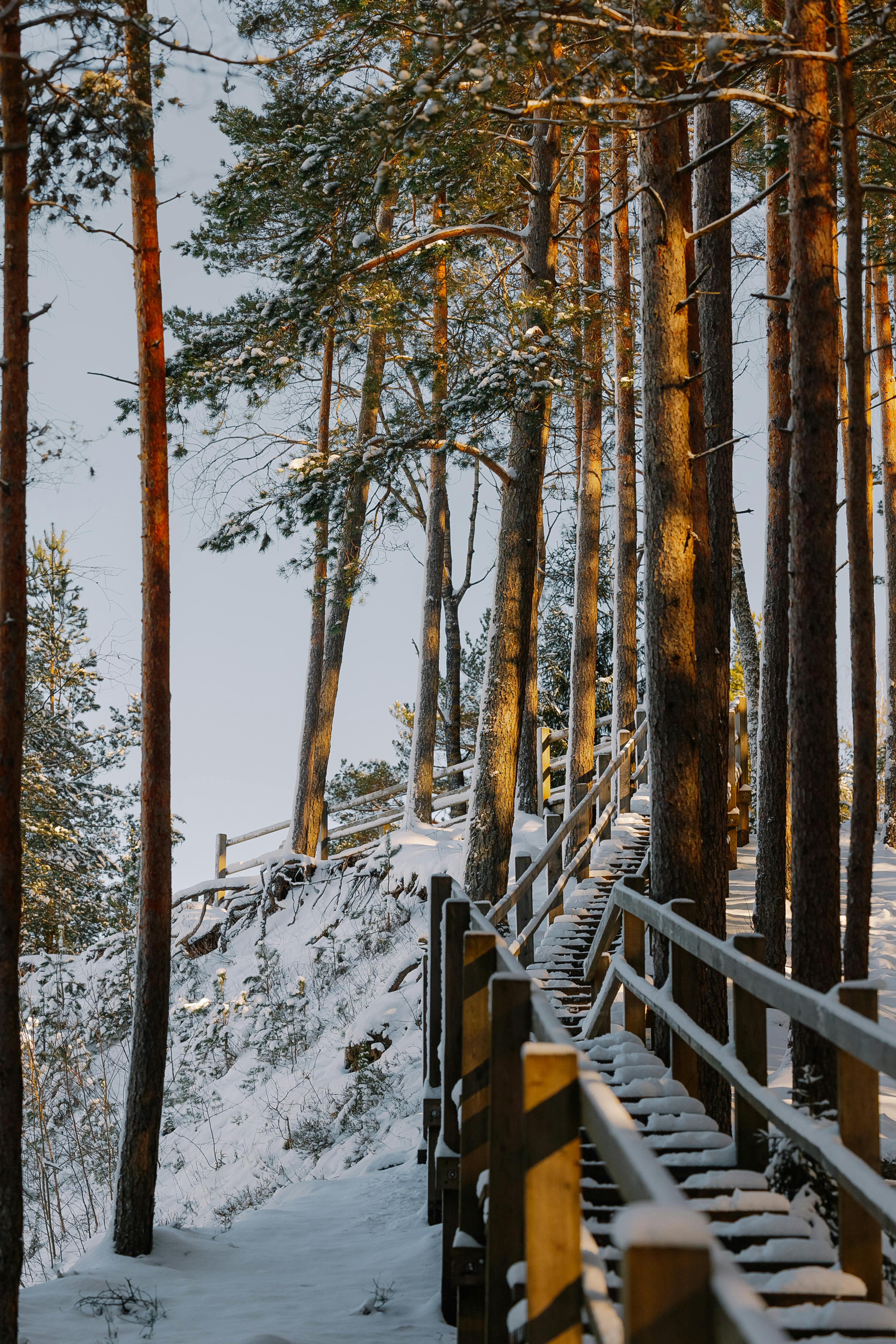 Snow-Covered Forest Path in Winter Morning Light · Free Stock Photo