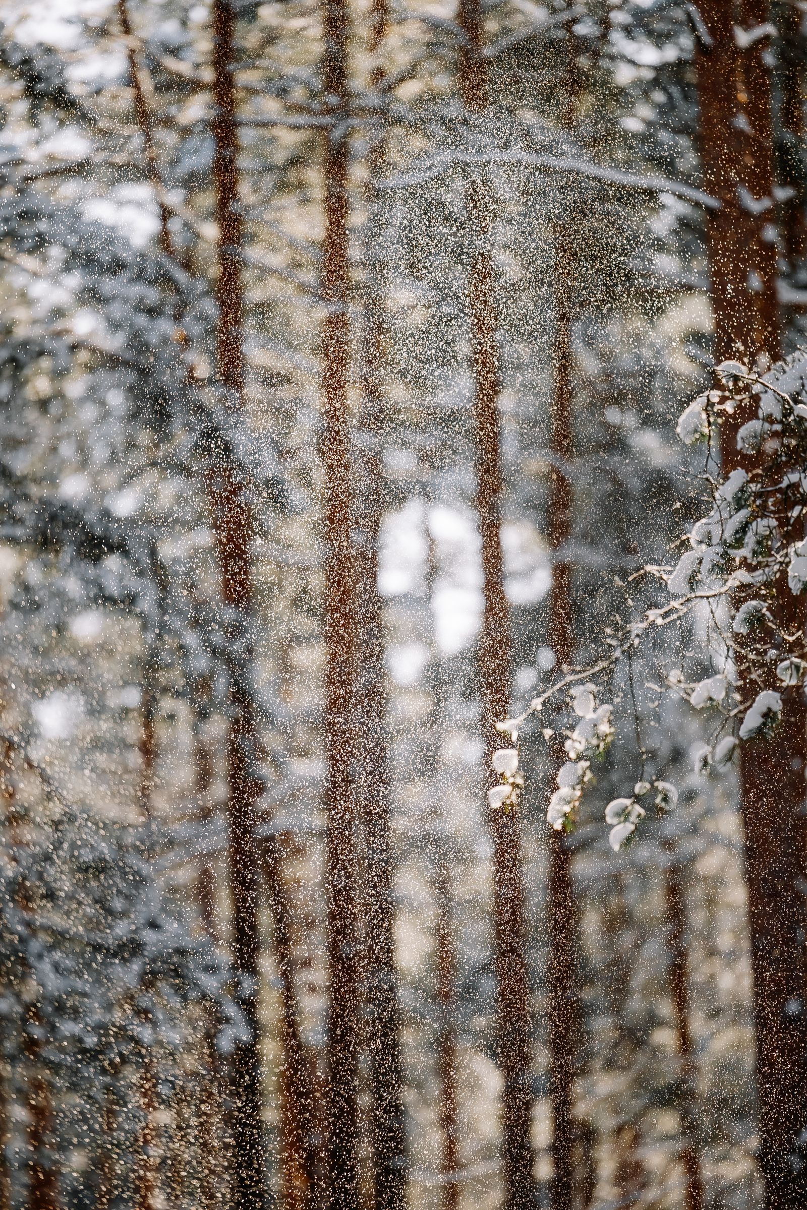 Pine Forest Photos, Download The BEST Free Pine Forest Stock Photos ...