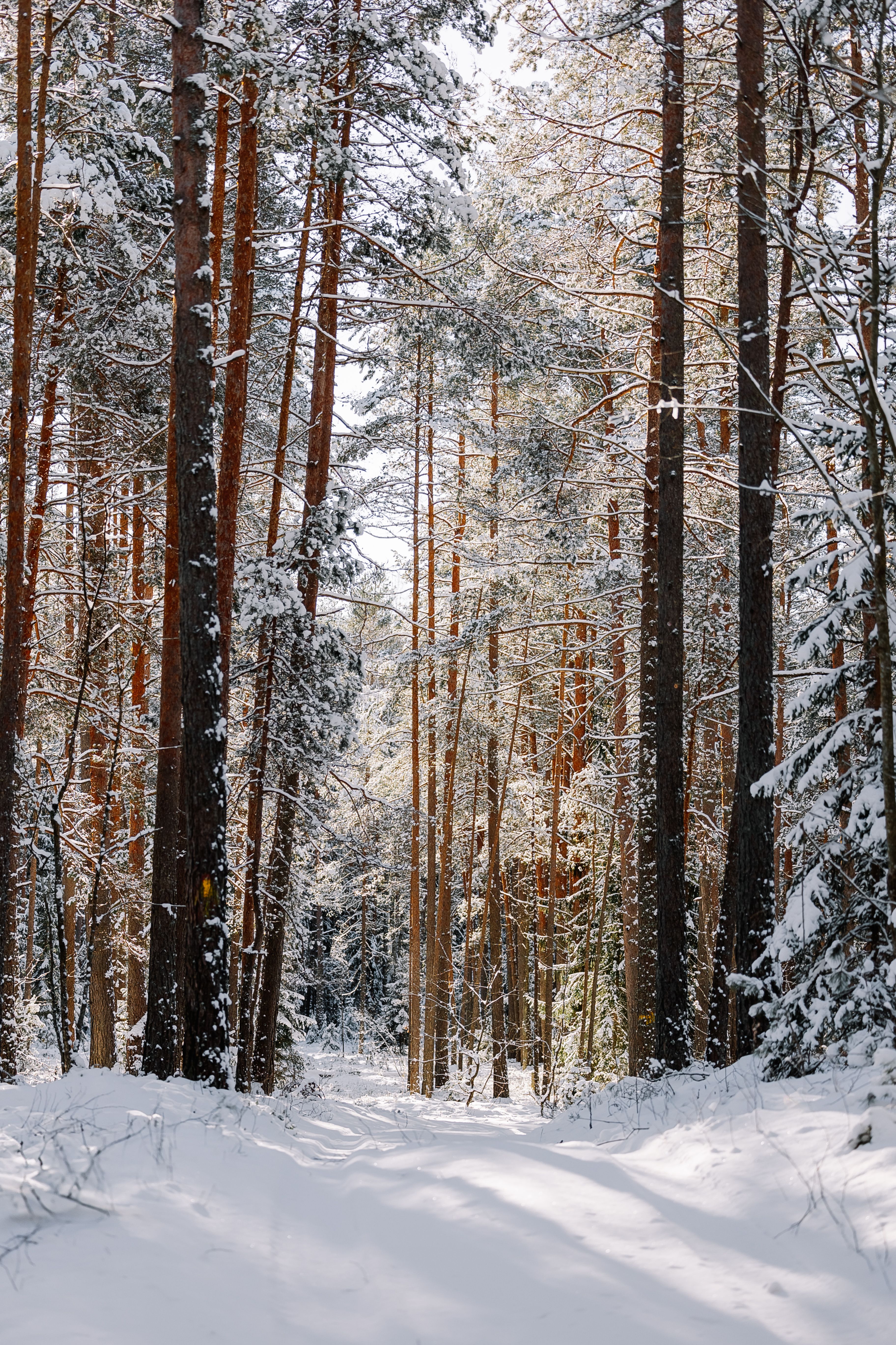 Forest Through Trees Photos, Download The BEST Free Forest Through ...