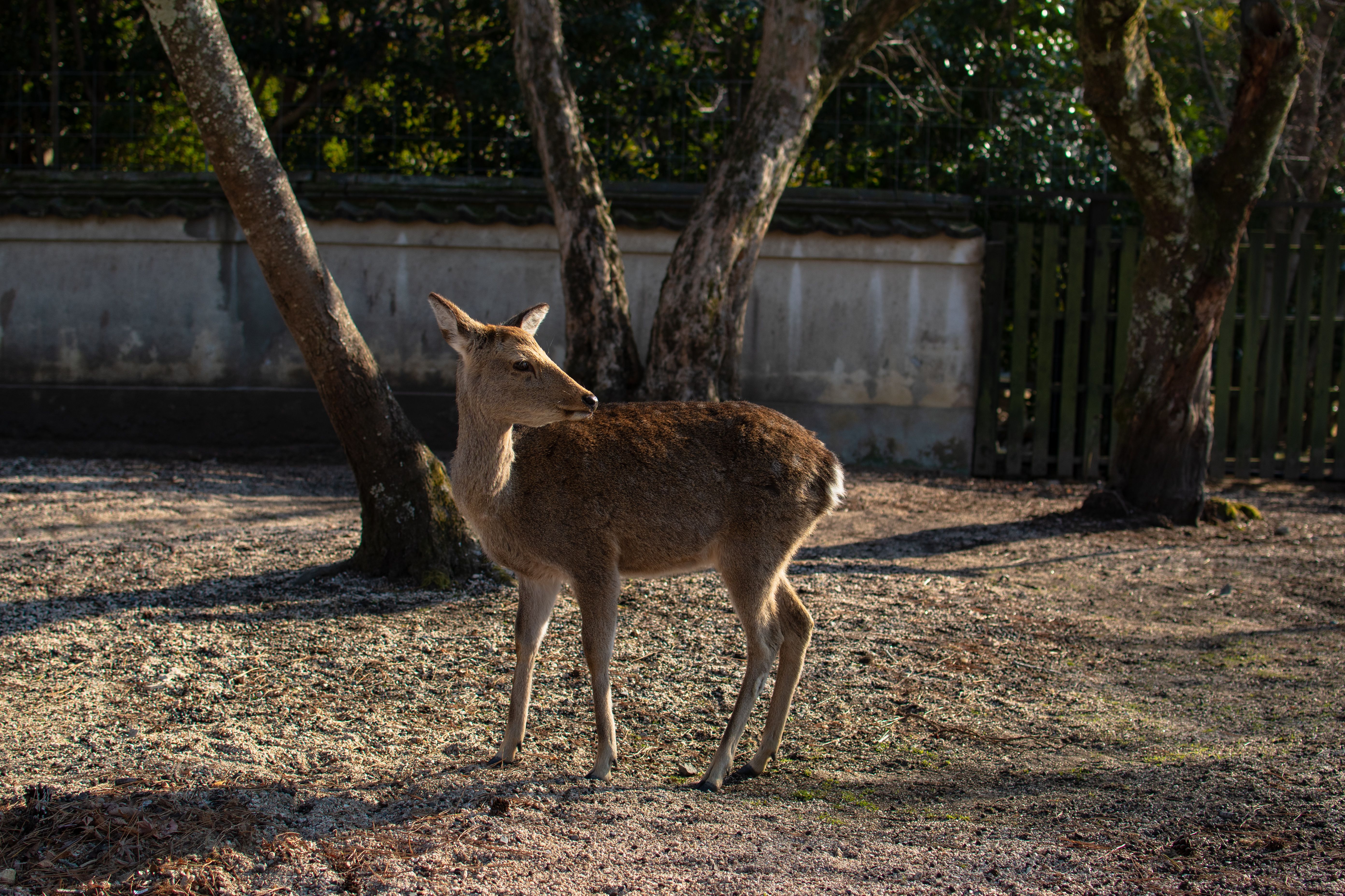 Serene Deer in a Tranquil Outdoor Setting · Free Stock Photo