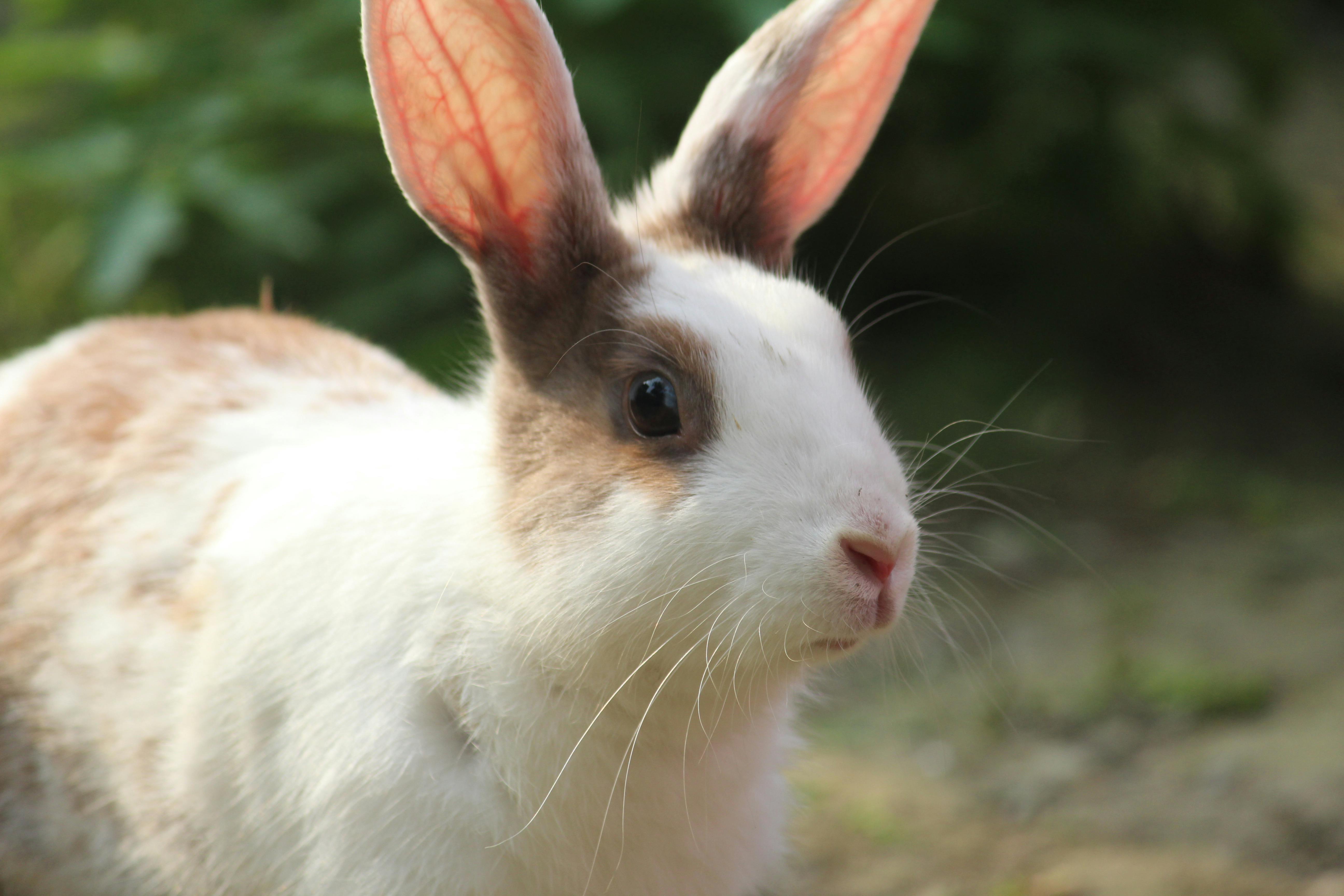 Beige Rabbit Resting on Green Grasses during Daytime · Free Stock Photo