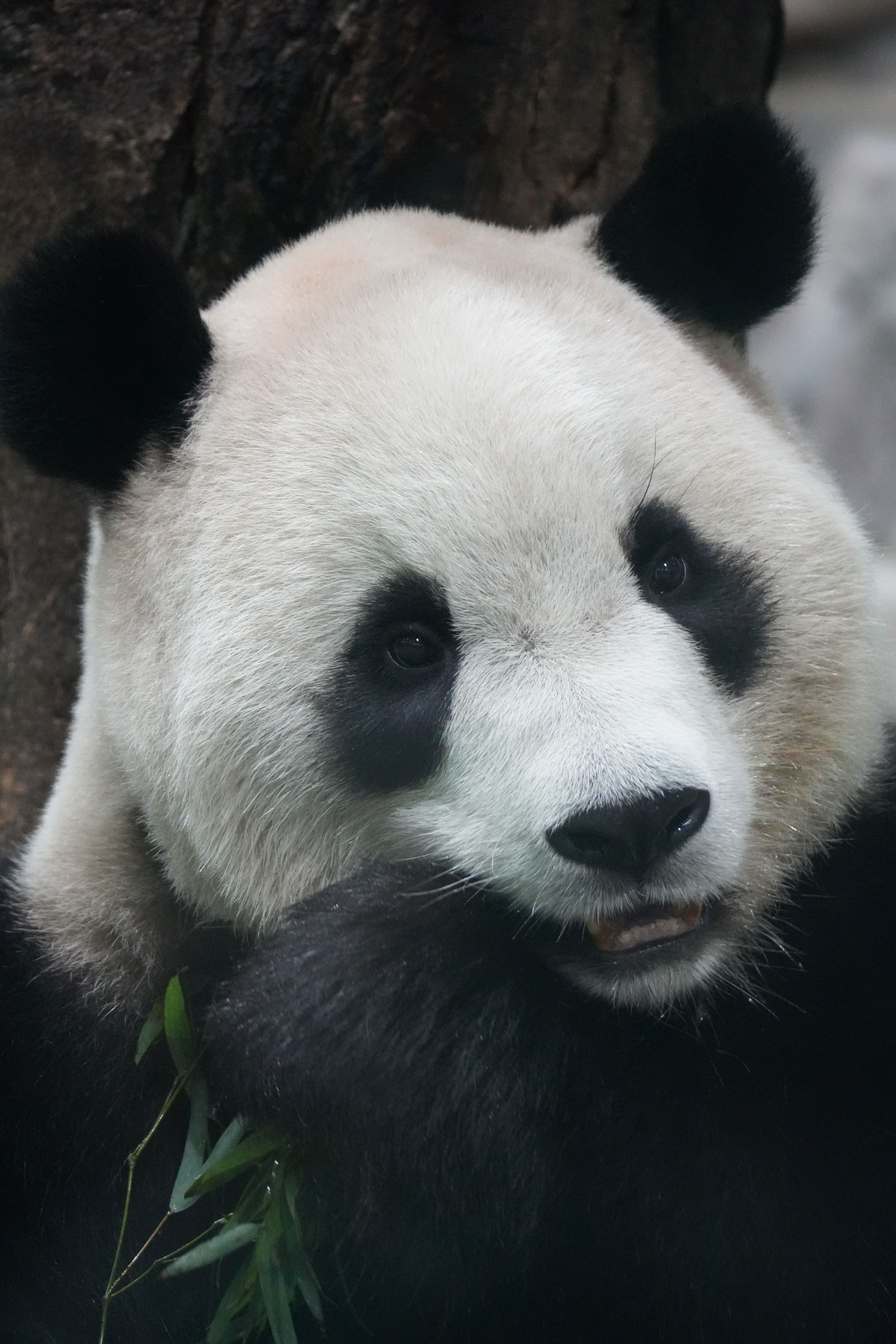 Relaxed Giant Panda Resting on Tree Log · Free Stock Photo