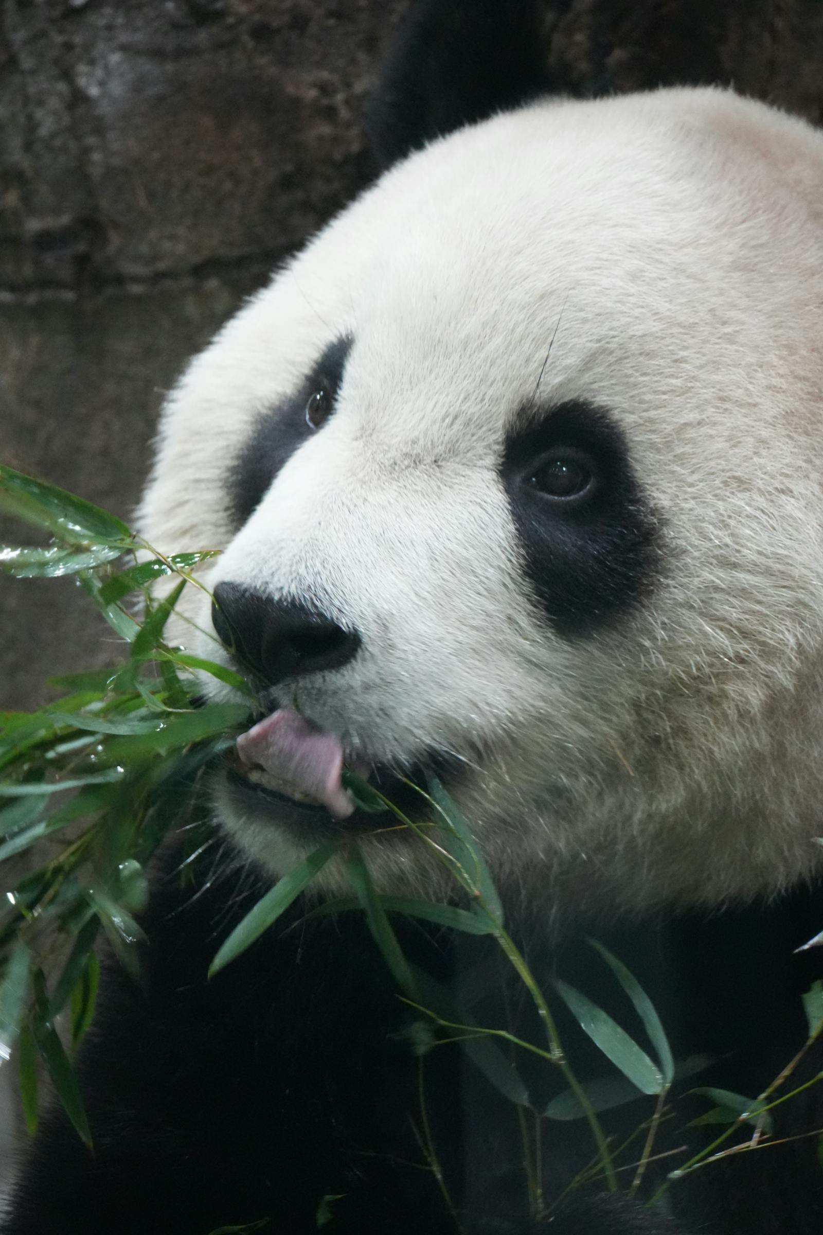 700+ Best Panda Photos · 100% Free Download · Pexels Stock Photos