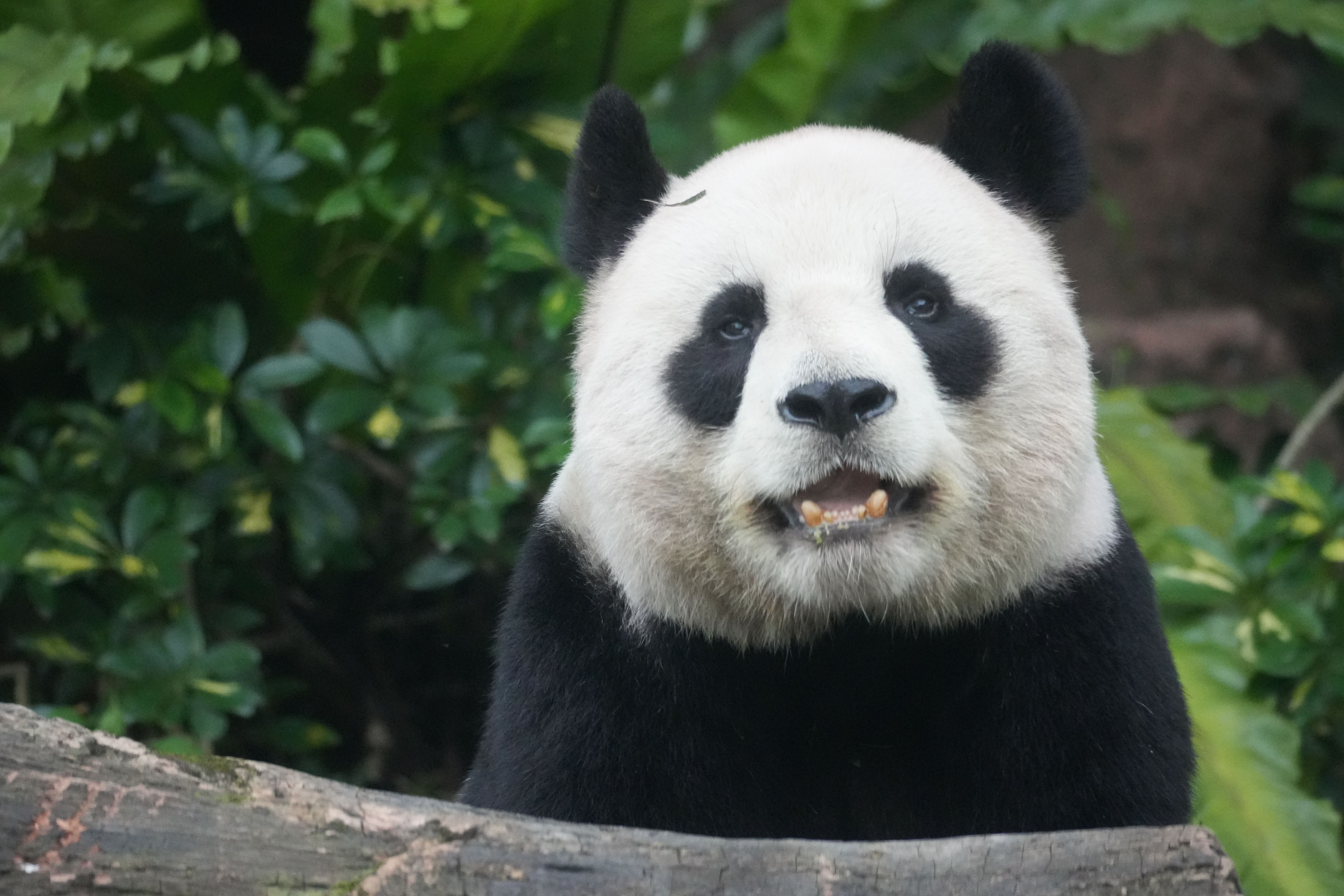 Close-up of Giant Panda in Lush Greenery · Free Stock Photo