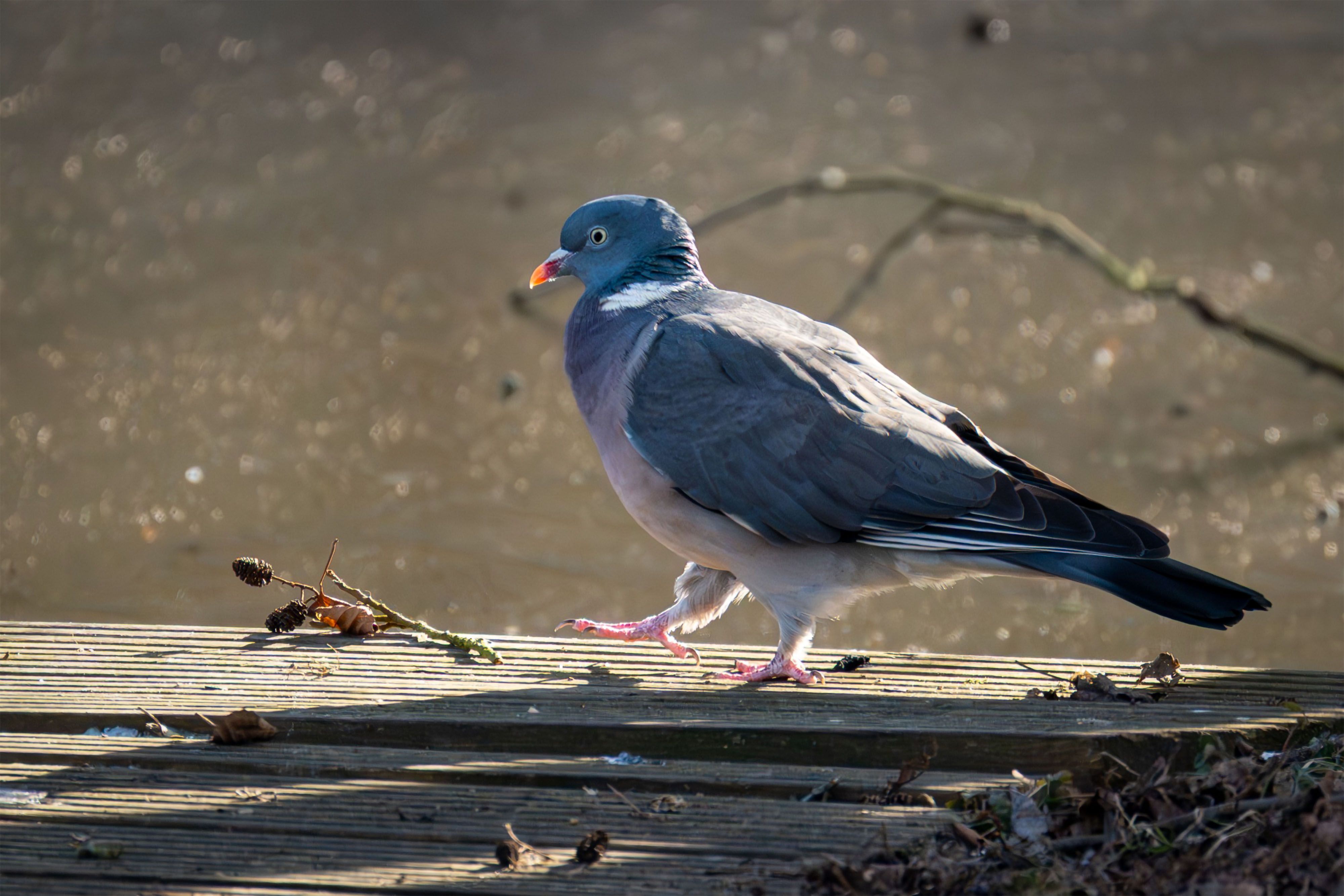 Captivating Side View of Wood Pigeon in Natural Habitat · Free Stock Photo