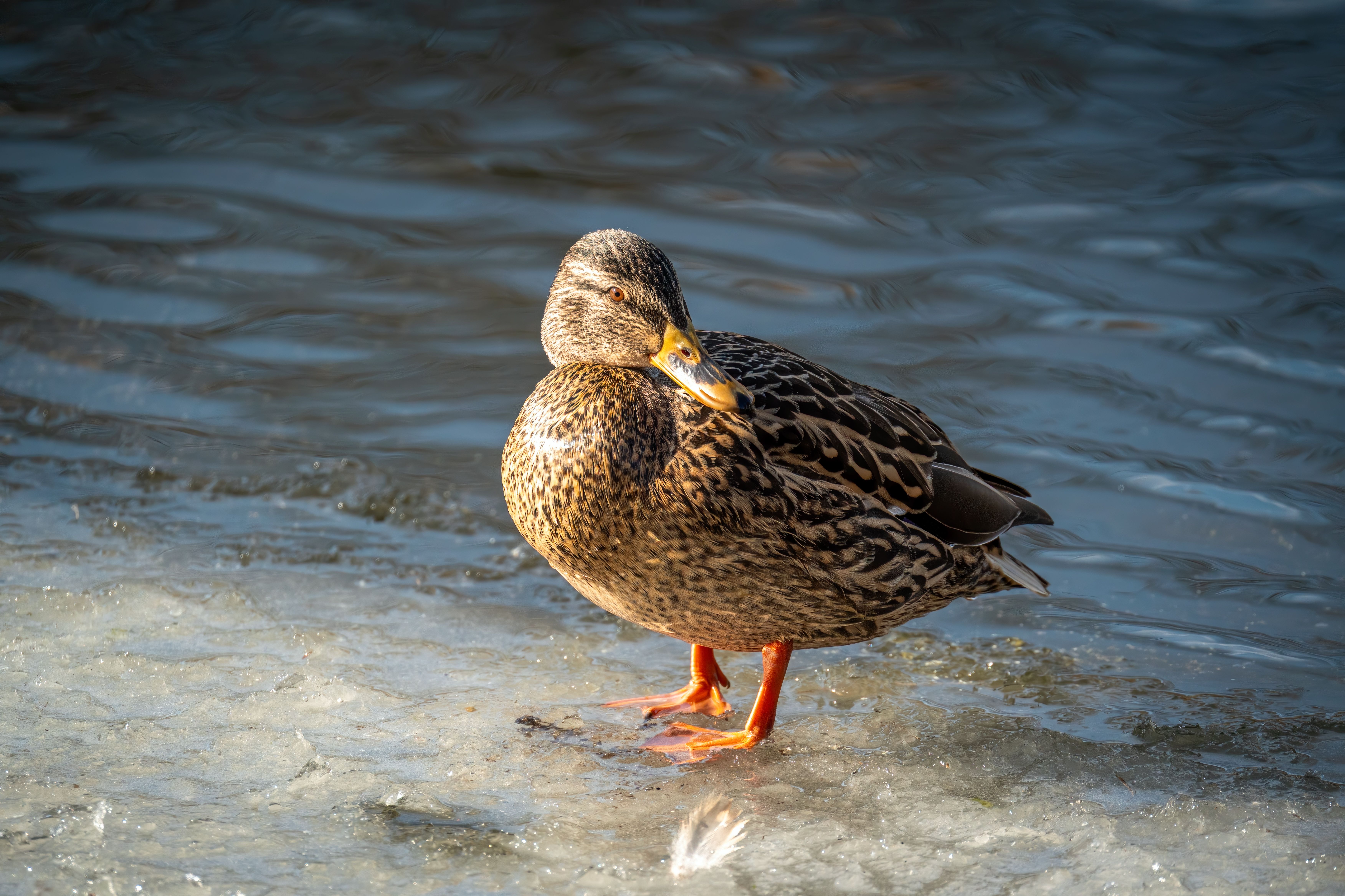 Mallard Duck Standing on Ice in Winter Scene · Free Stock Photo