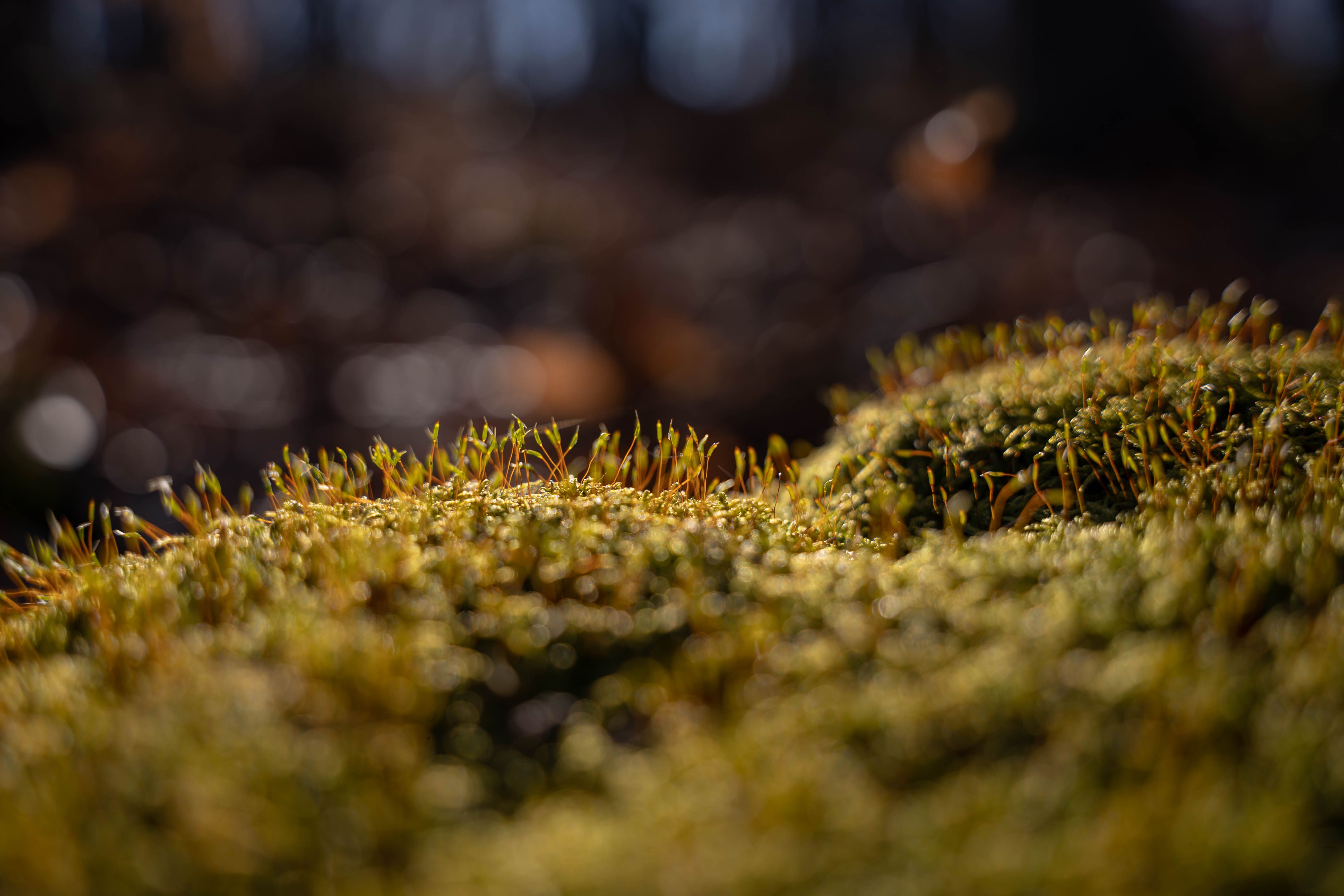 Close-Up of Moss with Sunlit Background · Free Stock Photo