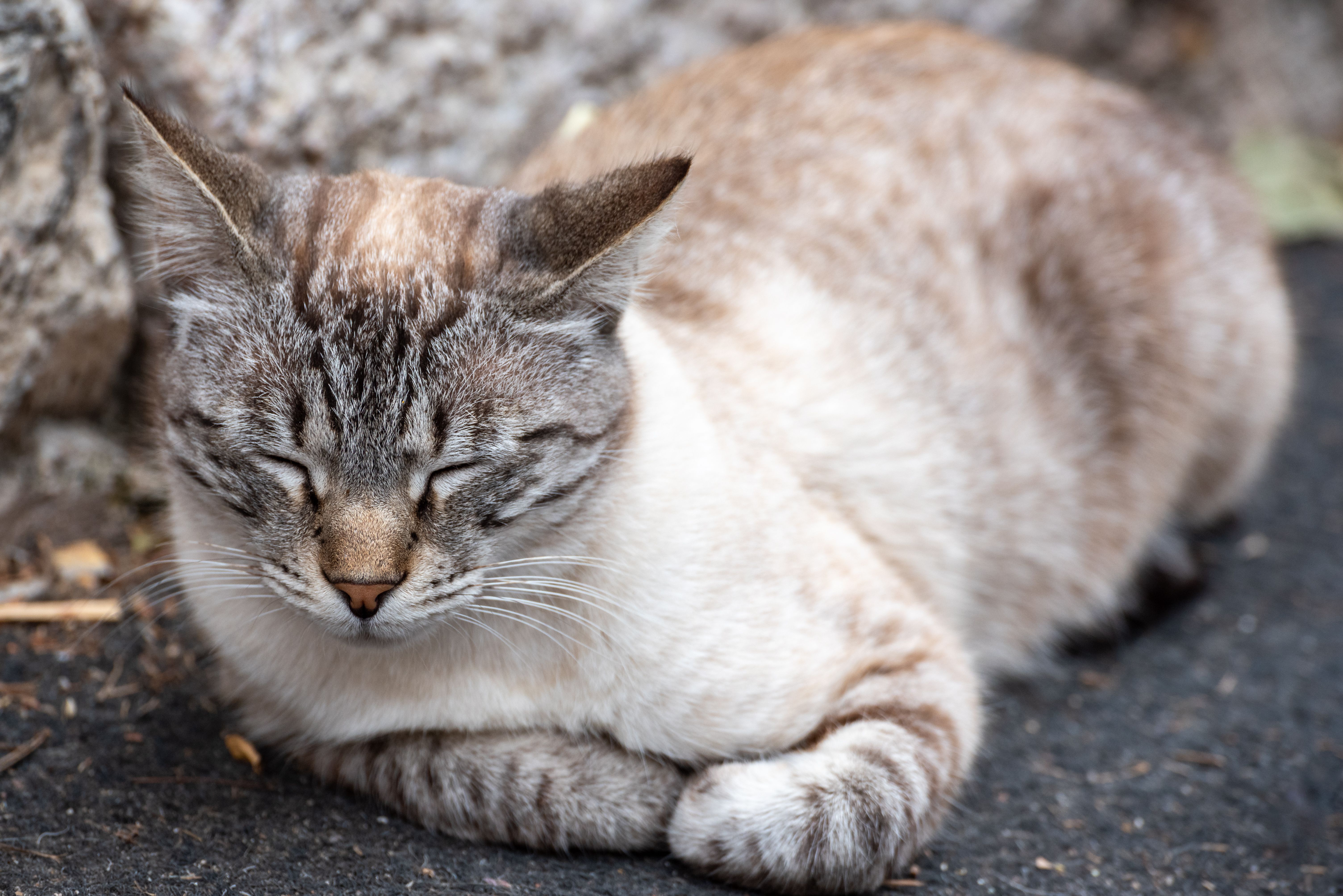 Tranquil Sleeping Cat in Balearic Islands · Free Stock Photo
