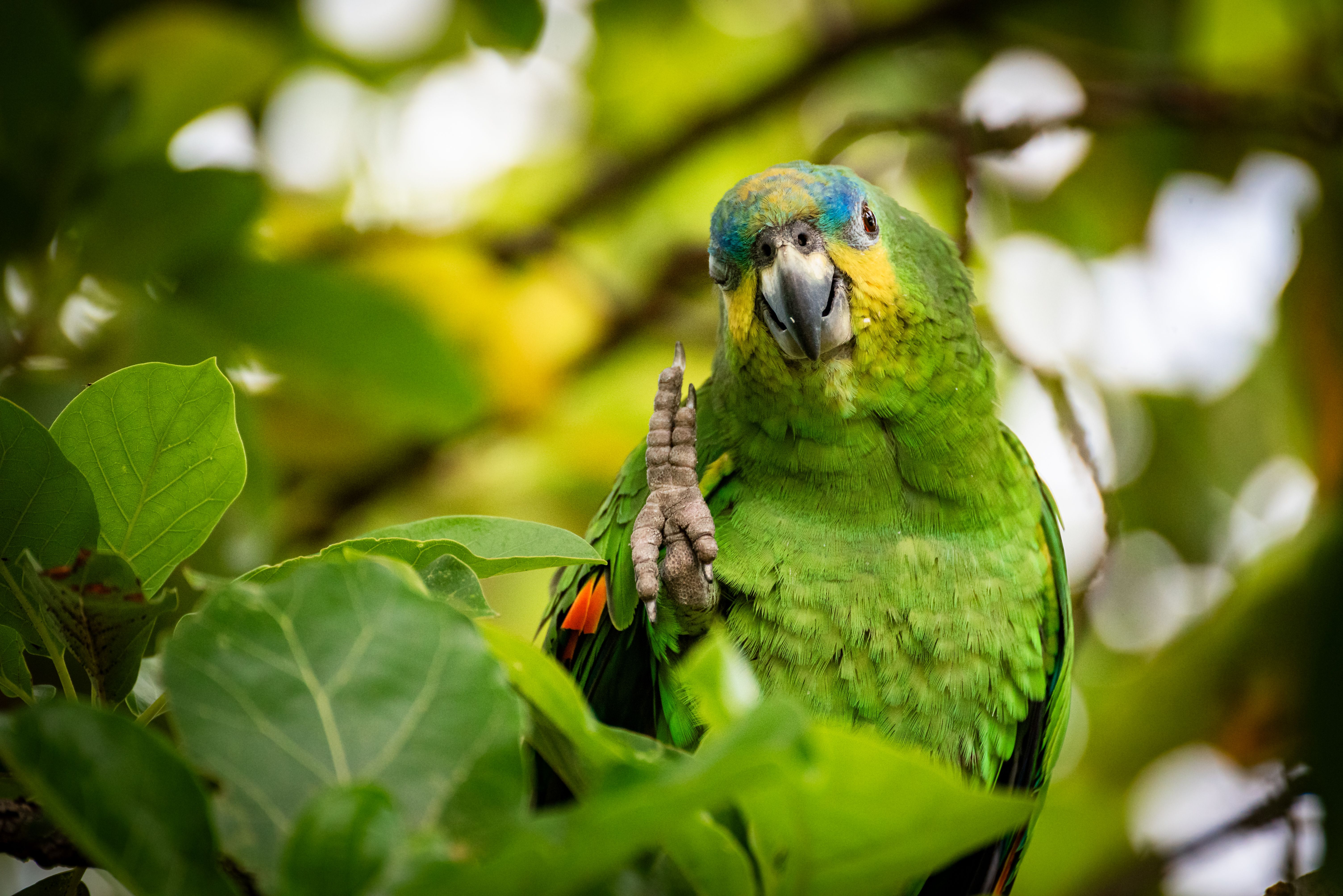 Vibrant Green Parrot in Trinidad and Tobago · Free Stock Photo