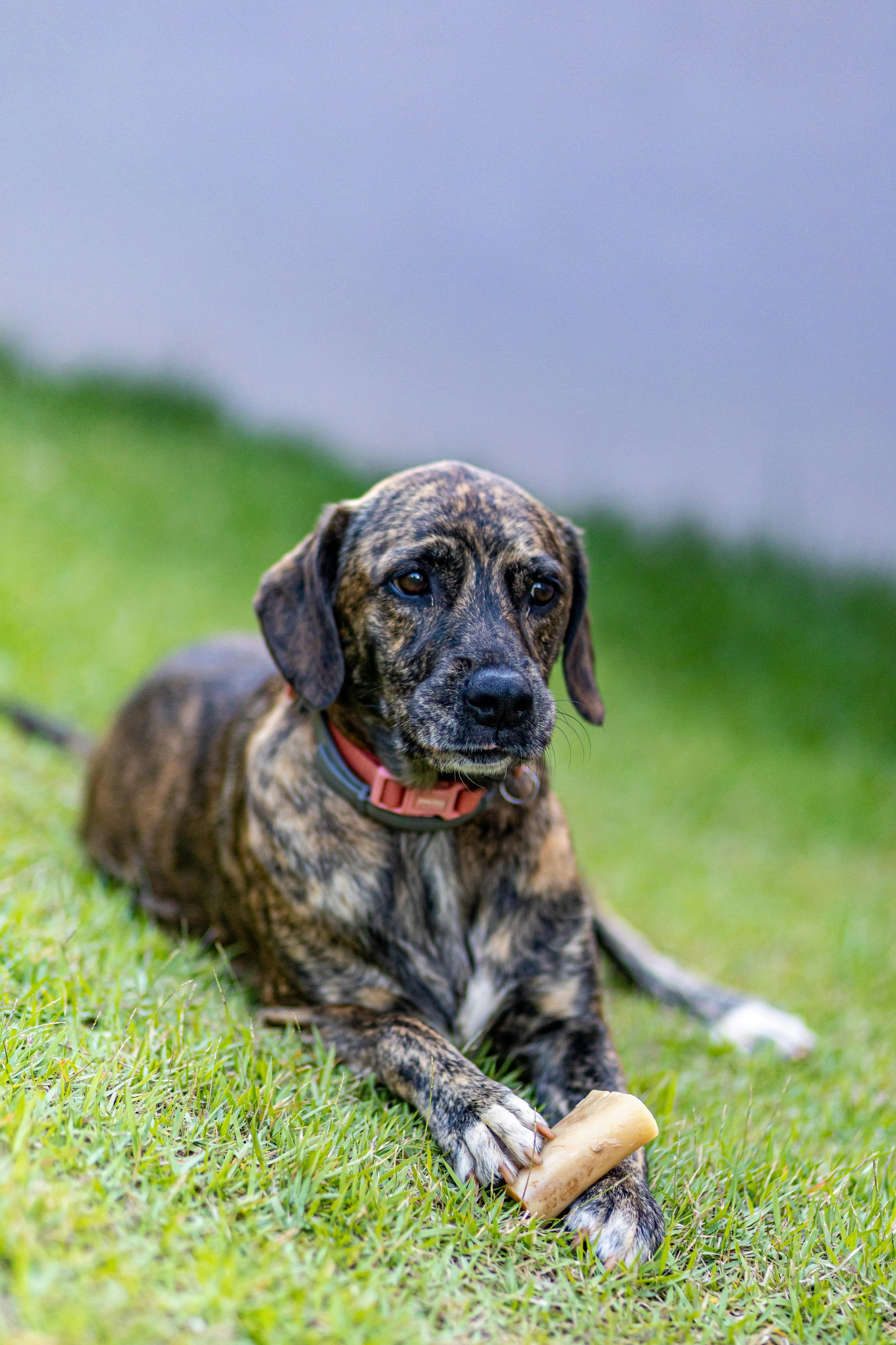 Brindle Dog Relaxing on Green Grass with Bone · Free Stock Photo