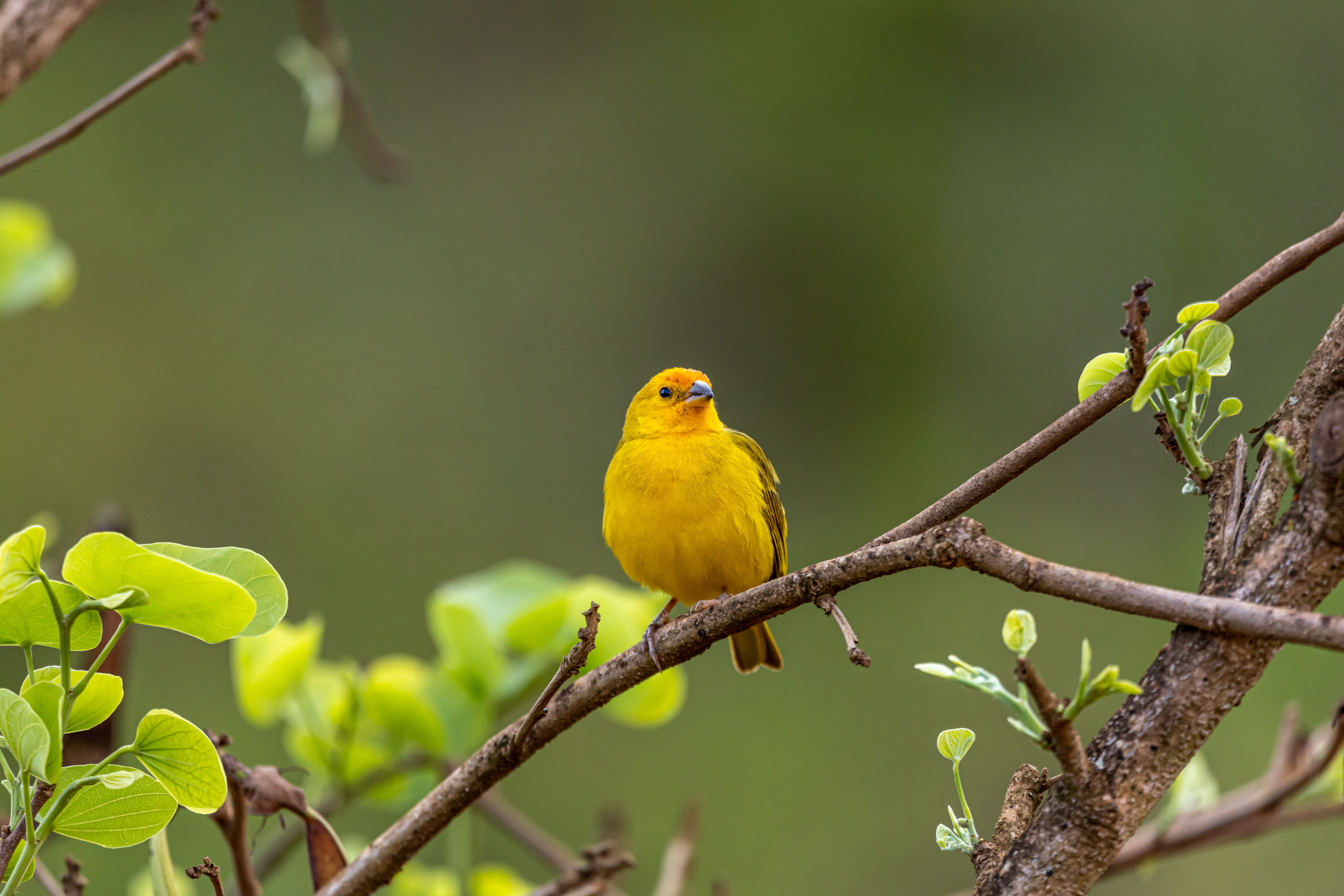 Canario Amarillo Vibrante En La Rama De Un árbol En Primavera · Foto de ...
