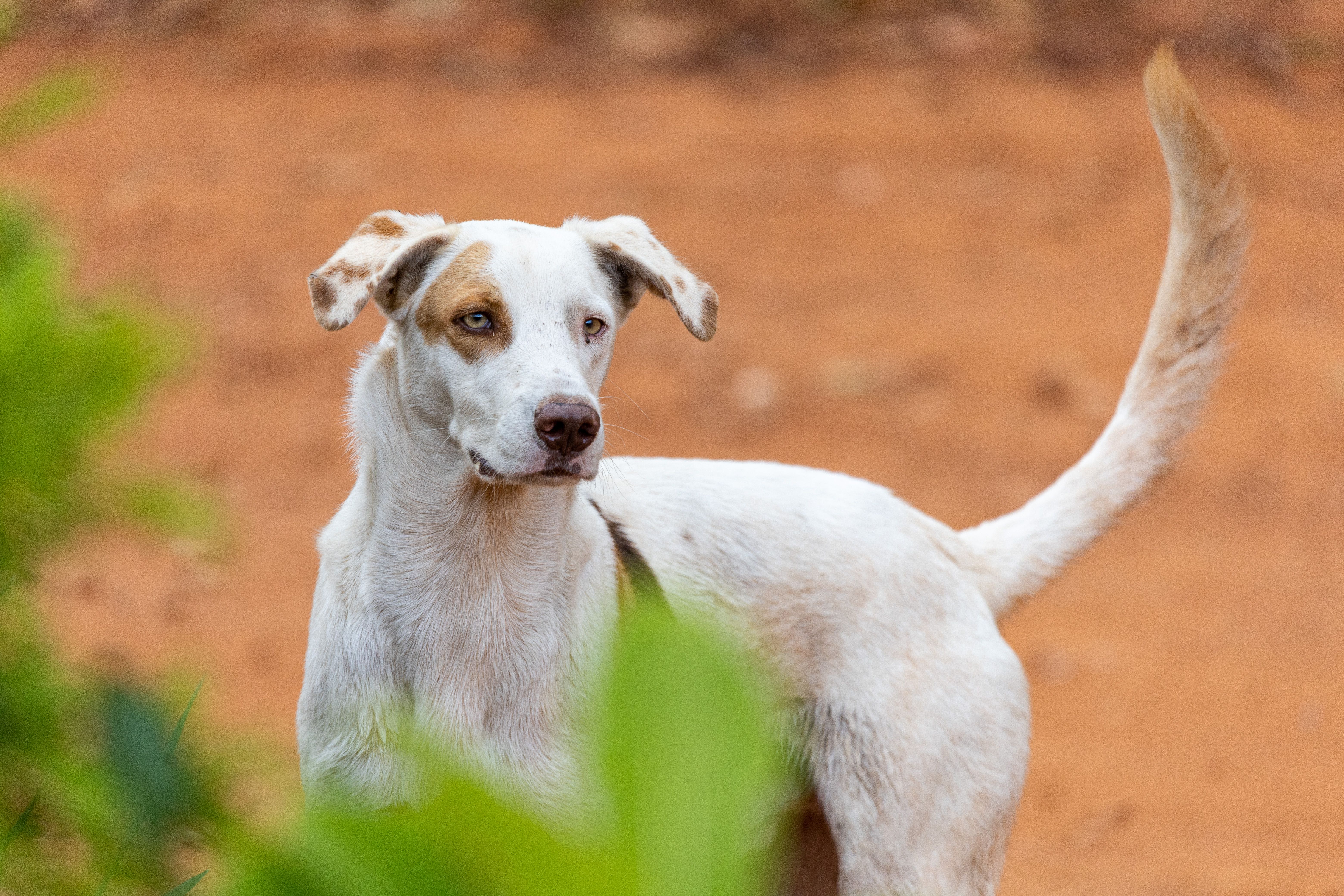 Portrait of a Curious White Dog Outdoors · Free Stock Photo
