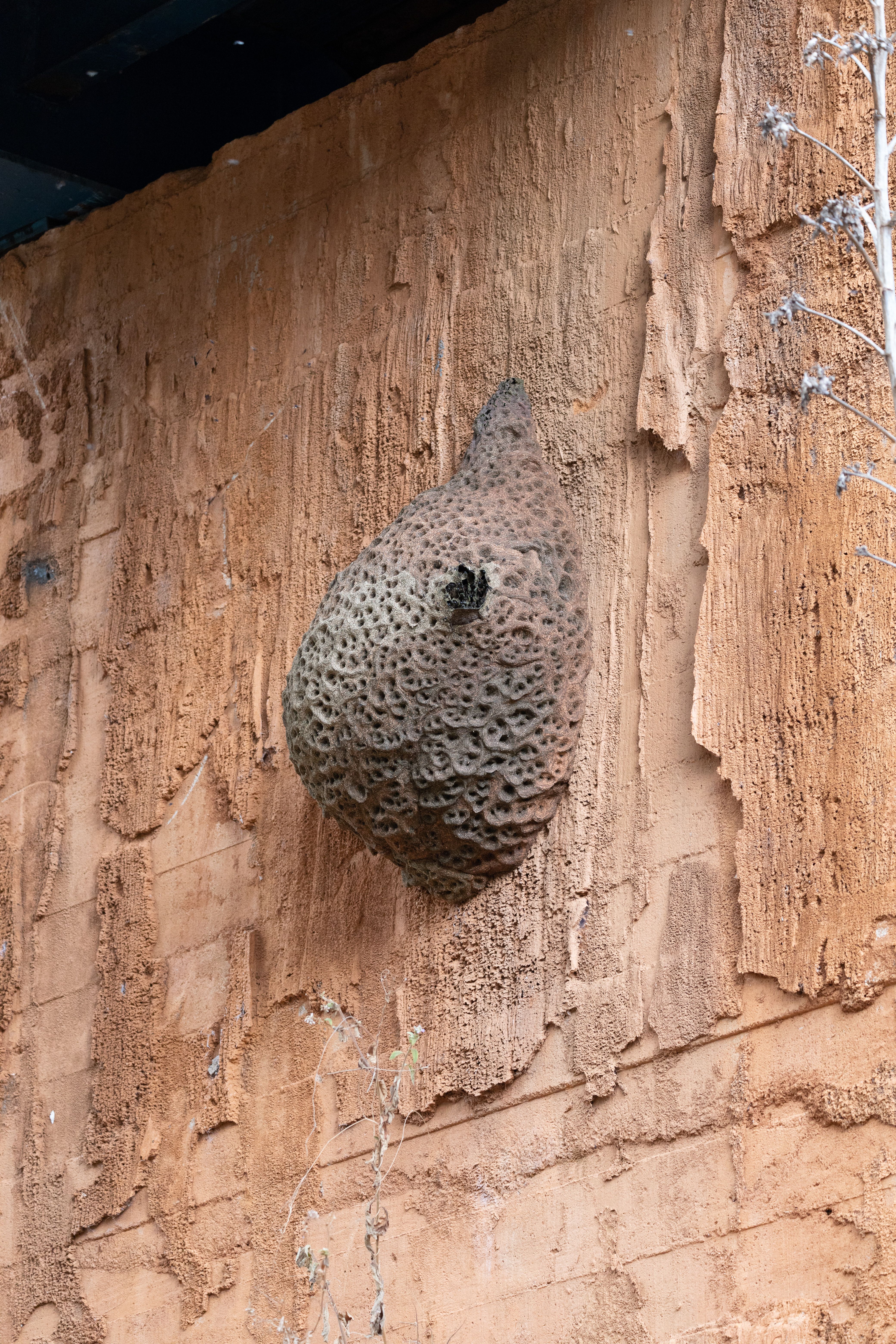 Closeup of a Large Wasp Nest on Textured Wall · Free Stock Photo
