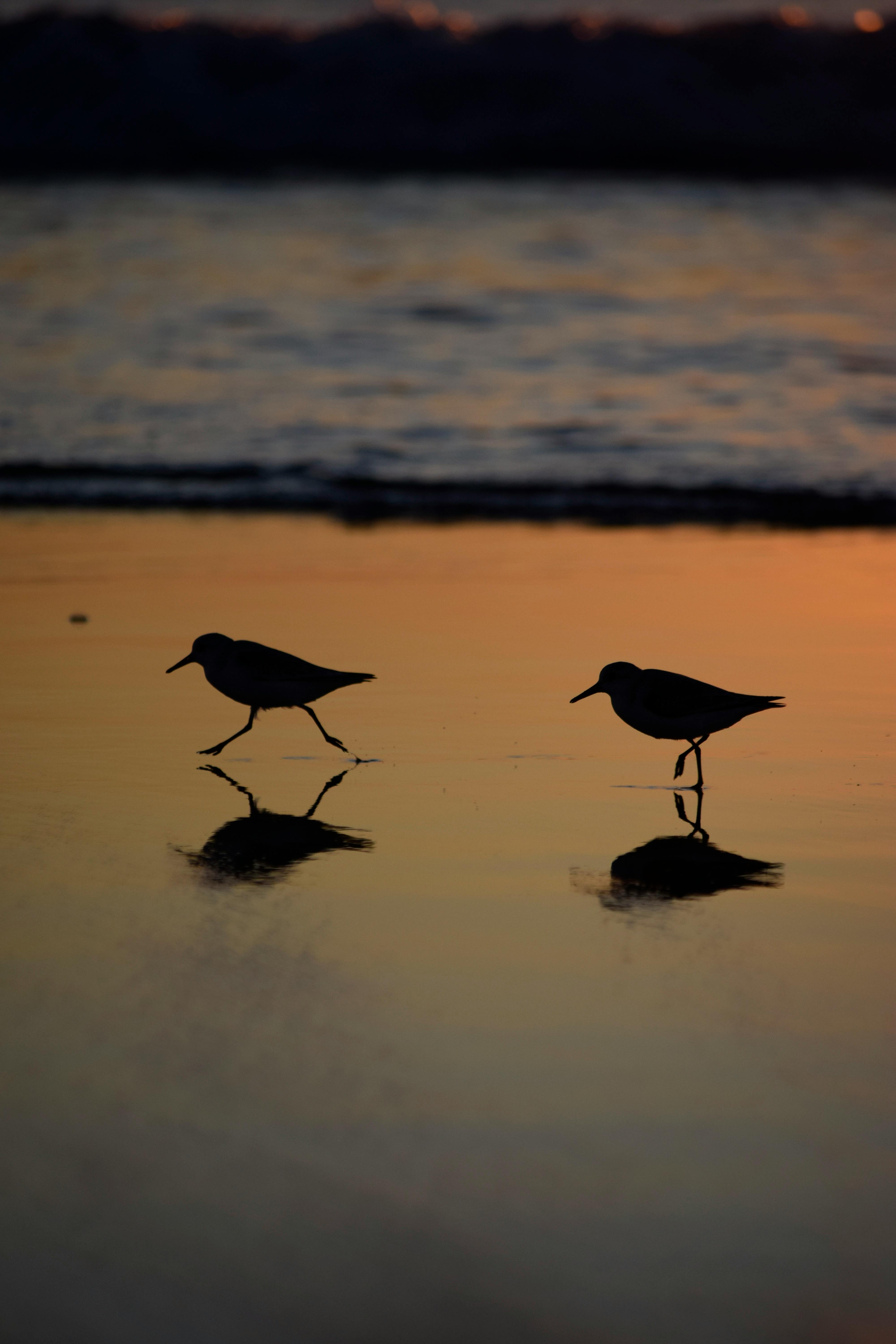 Silhouetted Shorebirds on Matosinhos Beach at Sunset · Free Stock Photo