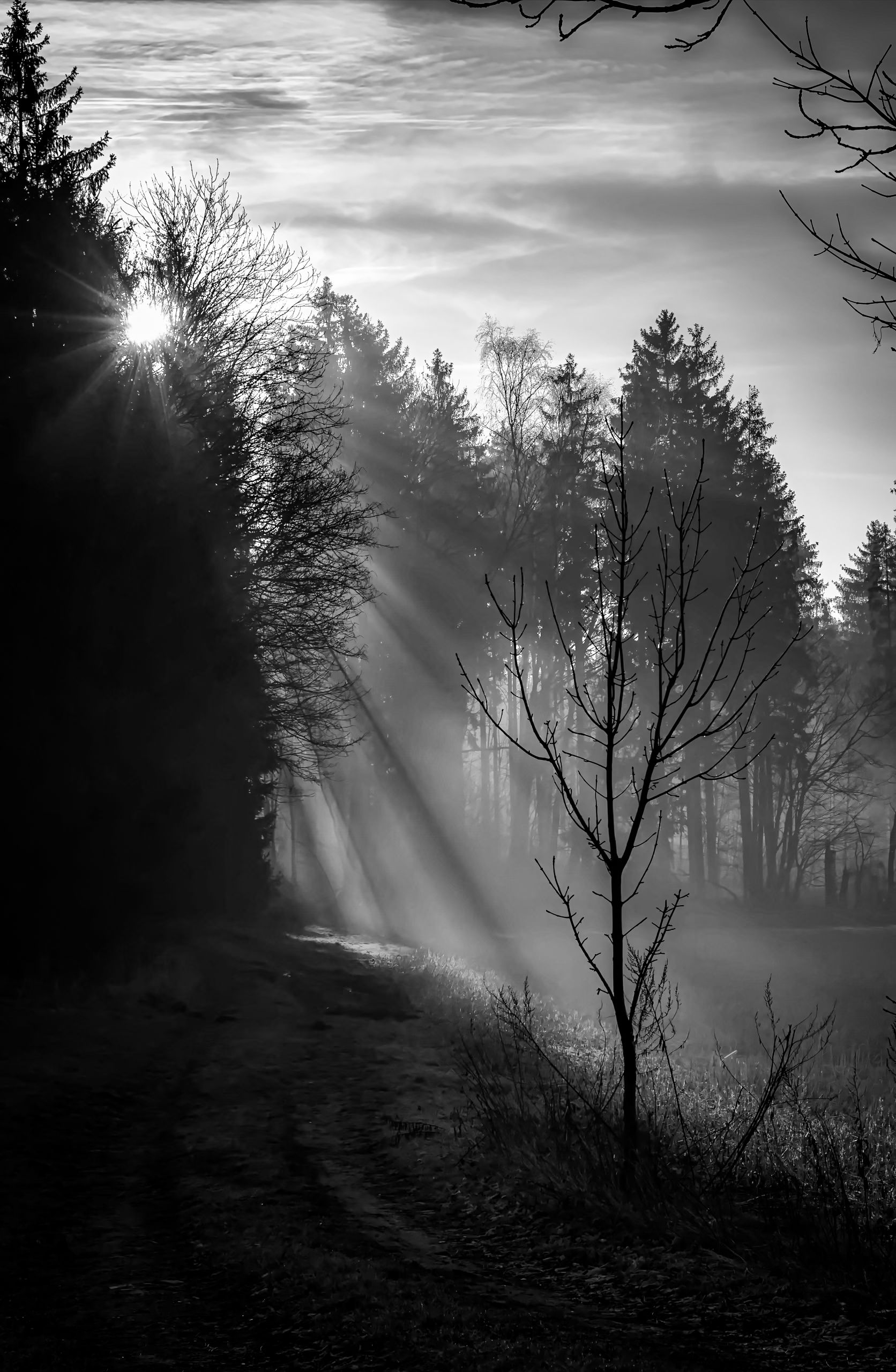 Greyscale Photography of Trees · Free Stock Photo