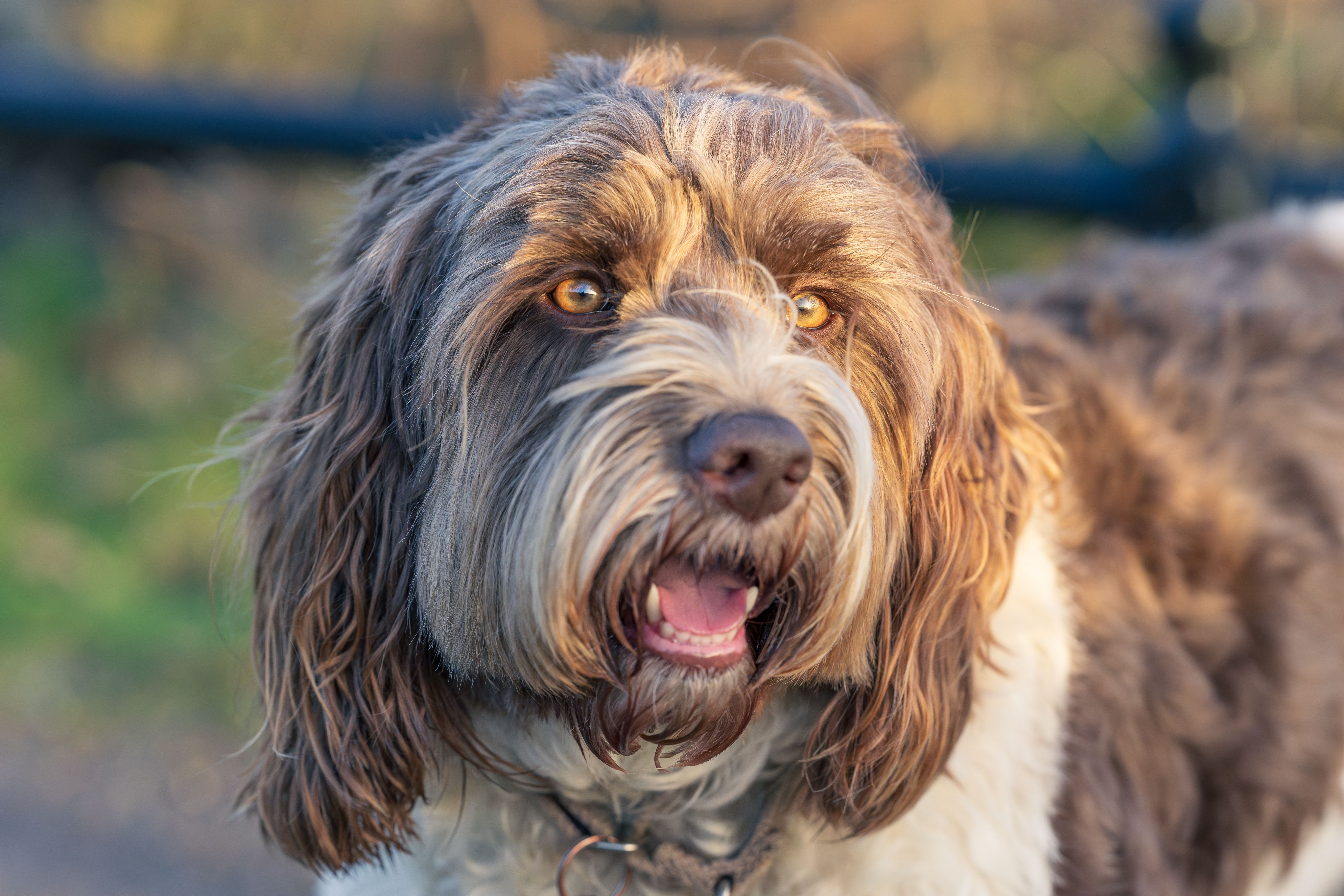 Close-up Portrait of a Happy Fluffy Dog · Free Stock Photo