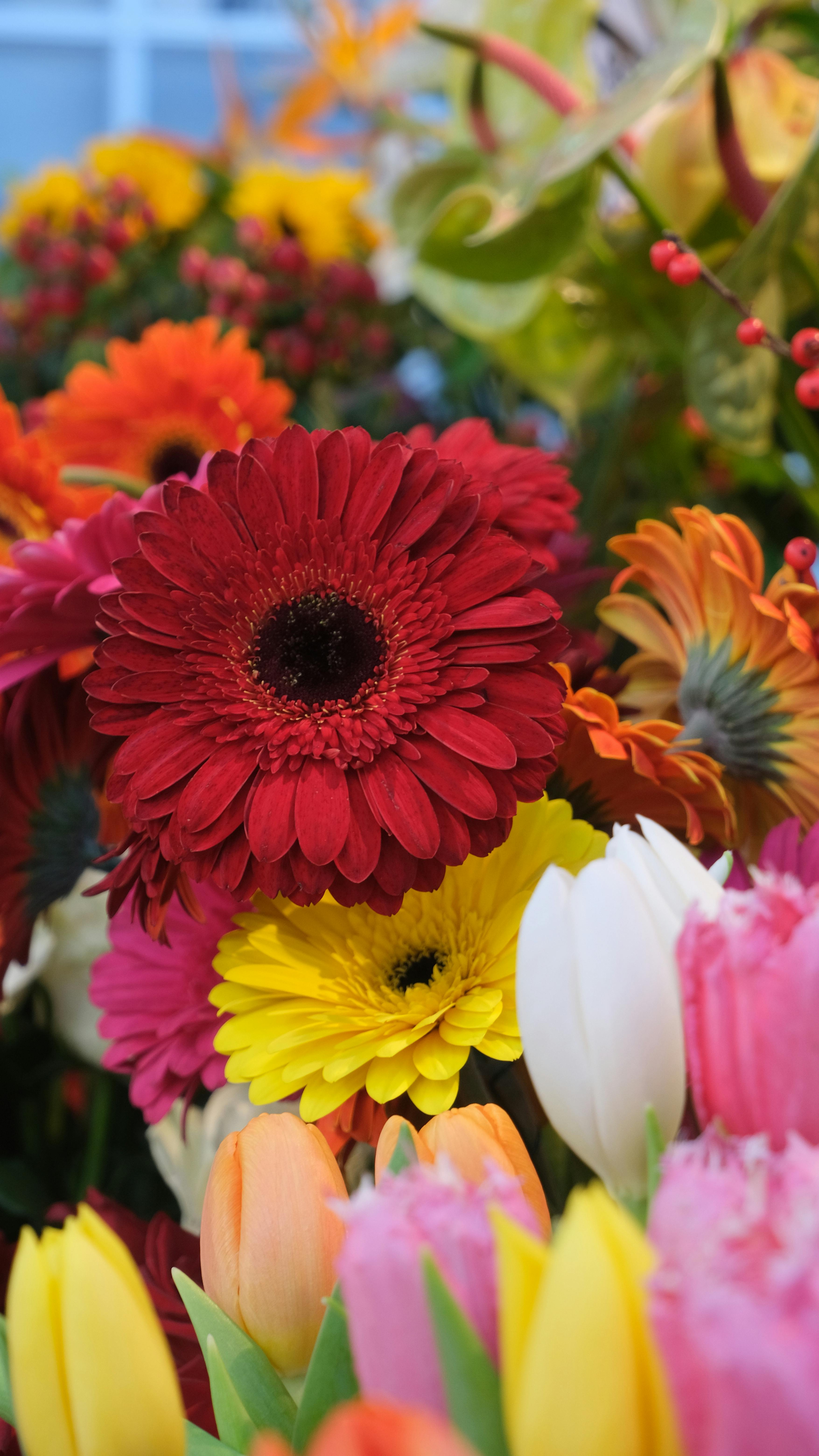 Vibrant Gerbera Daisy and Tulip Bouquet · Free Stock Photo