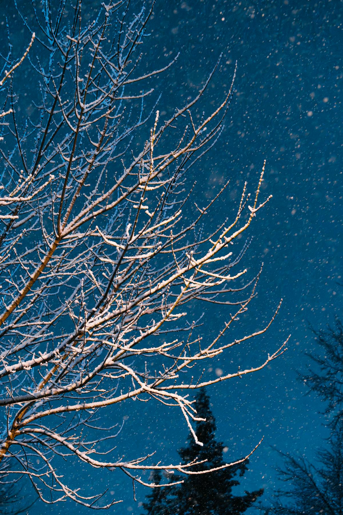 Night Sky Pfp Photos, Download The BEST Free Night Sky Pfp Stock Photos ...