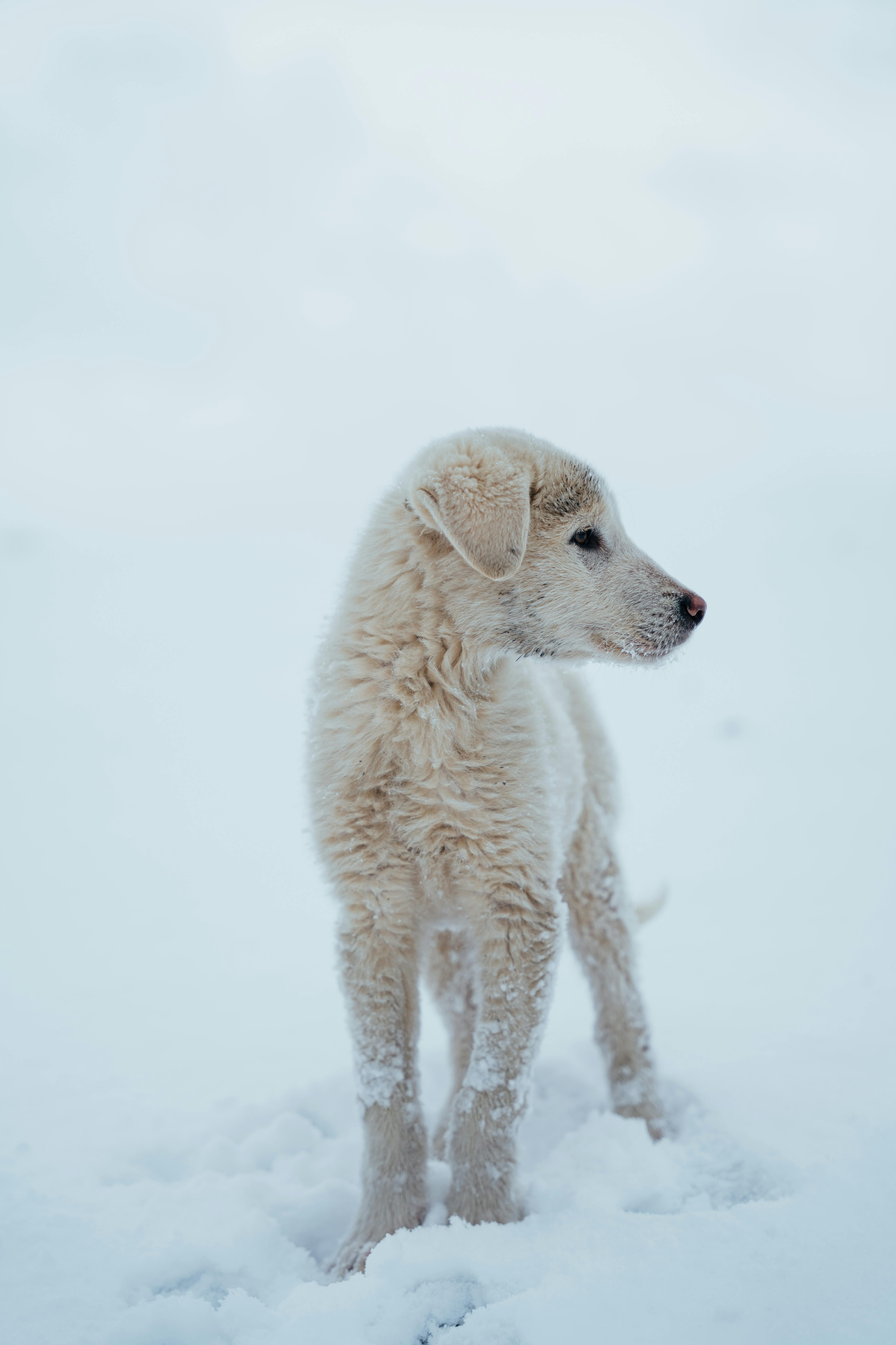 Puppy In Cold Photos, Download The BEST Free Puppy In Cold Stock Photos ...