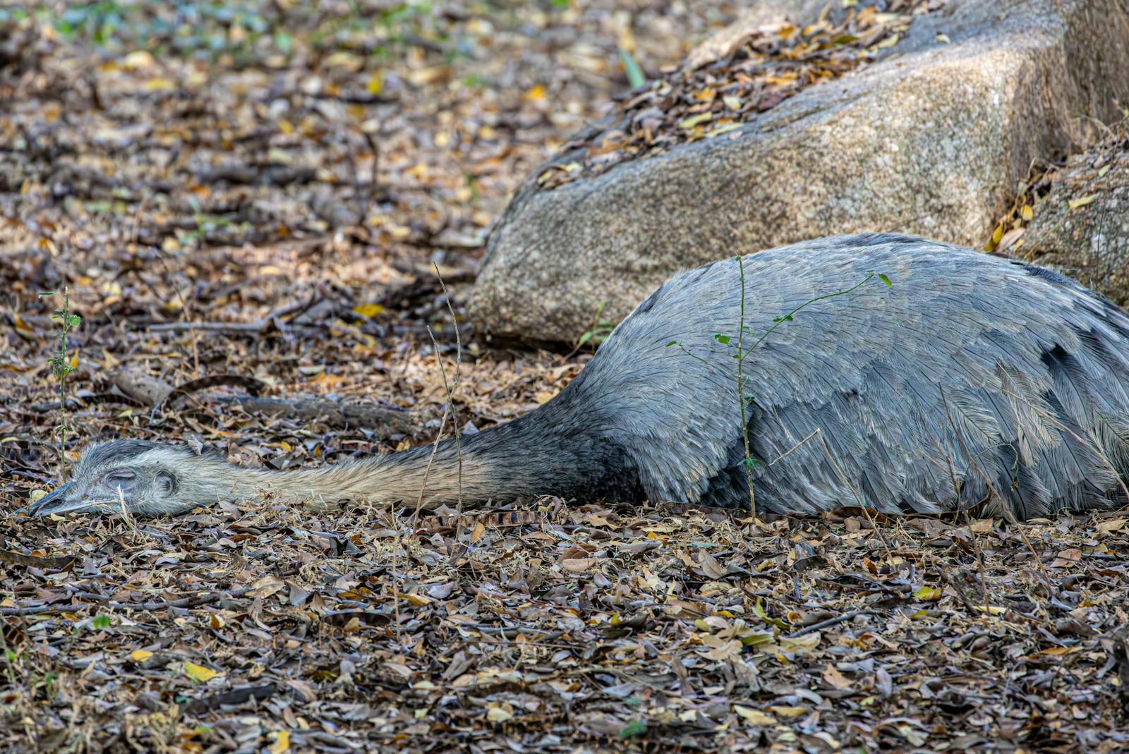 Birds Rhea Photos, Download The BEST Free Birds Rhea Stock Photos & HD ...