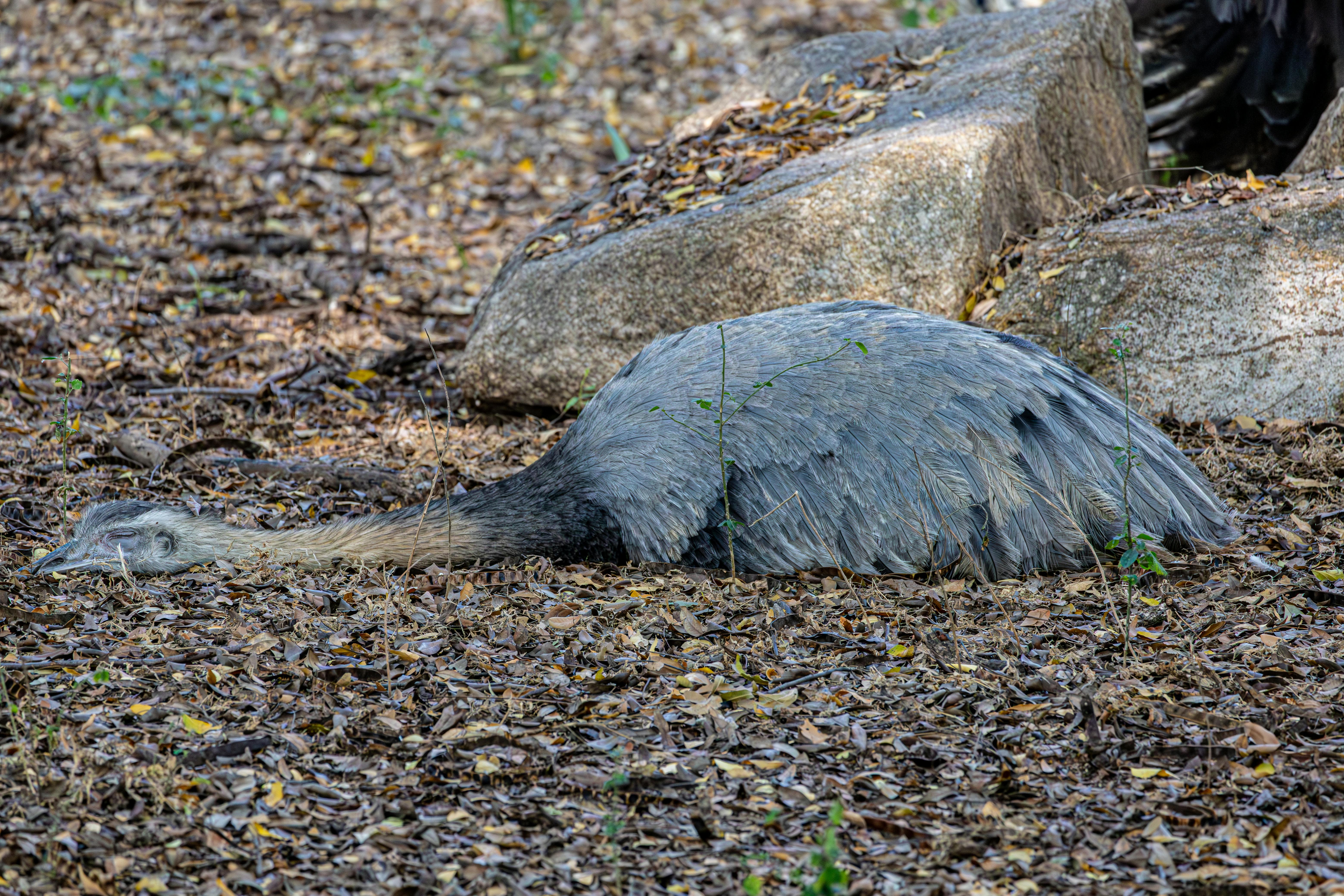 Resting Rhea hidden among leaves in forest · Free Stock Photo