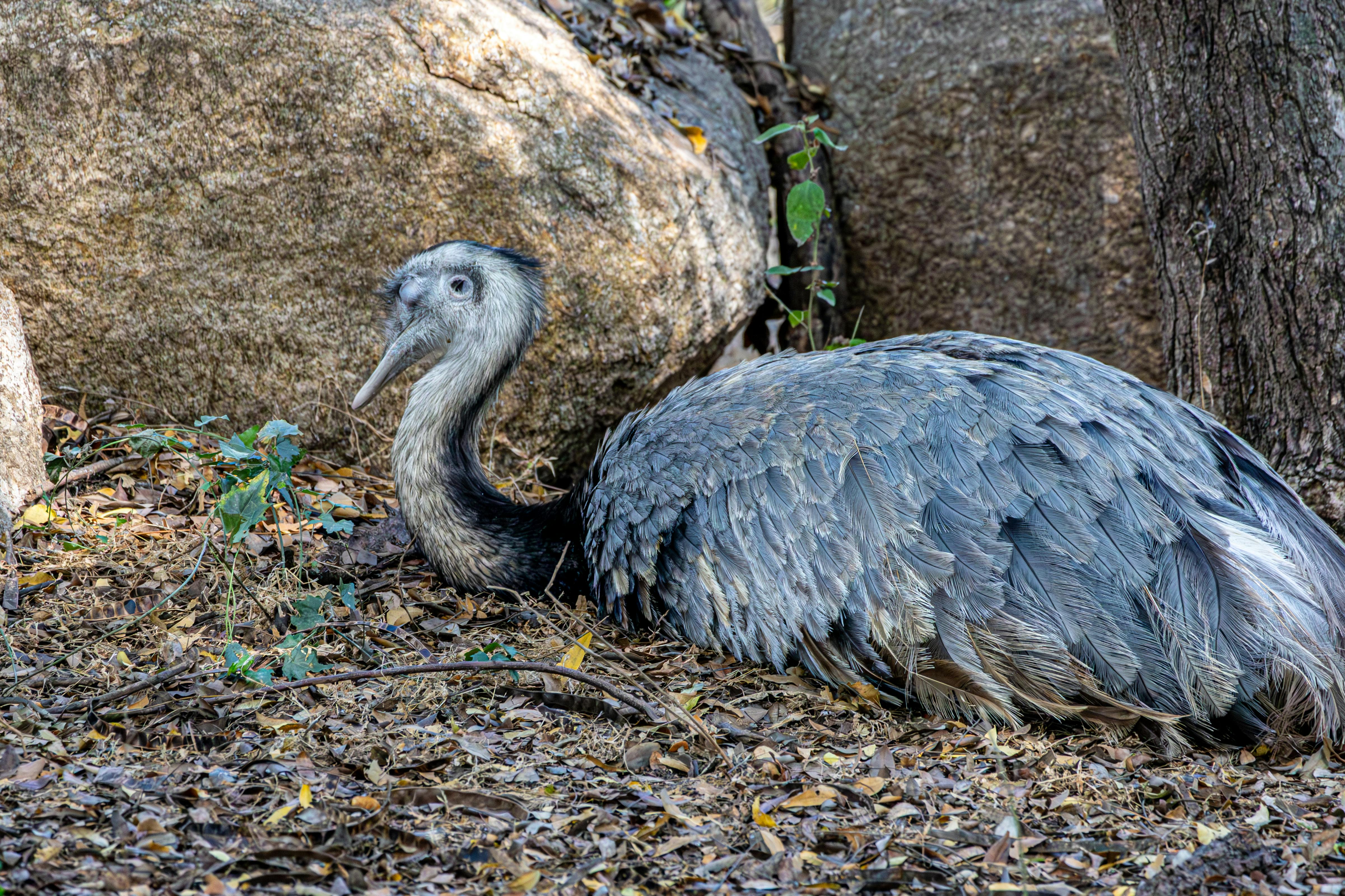 Resting Rhea Bird in Natural Habitat · Free Stock Photo