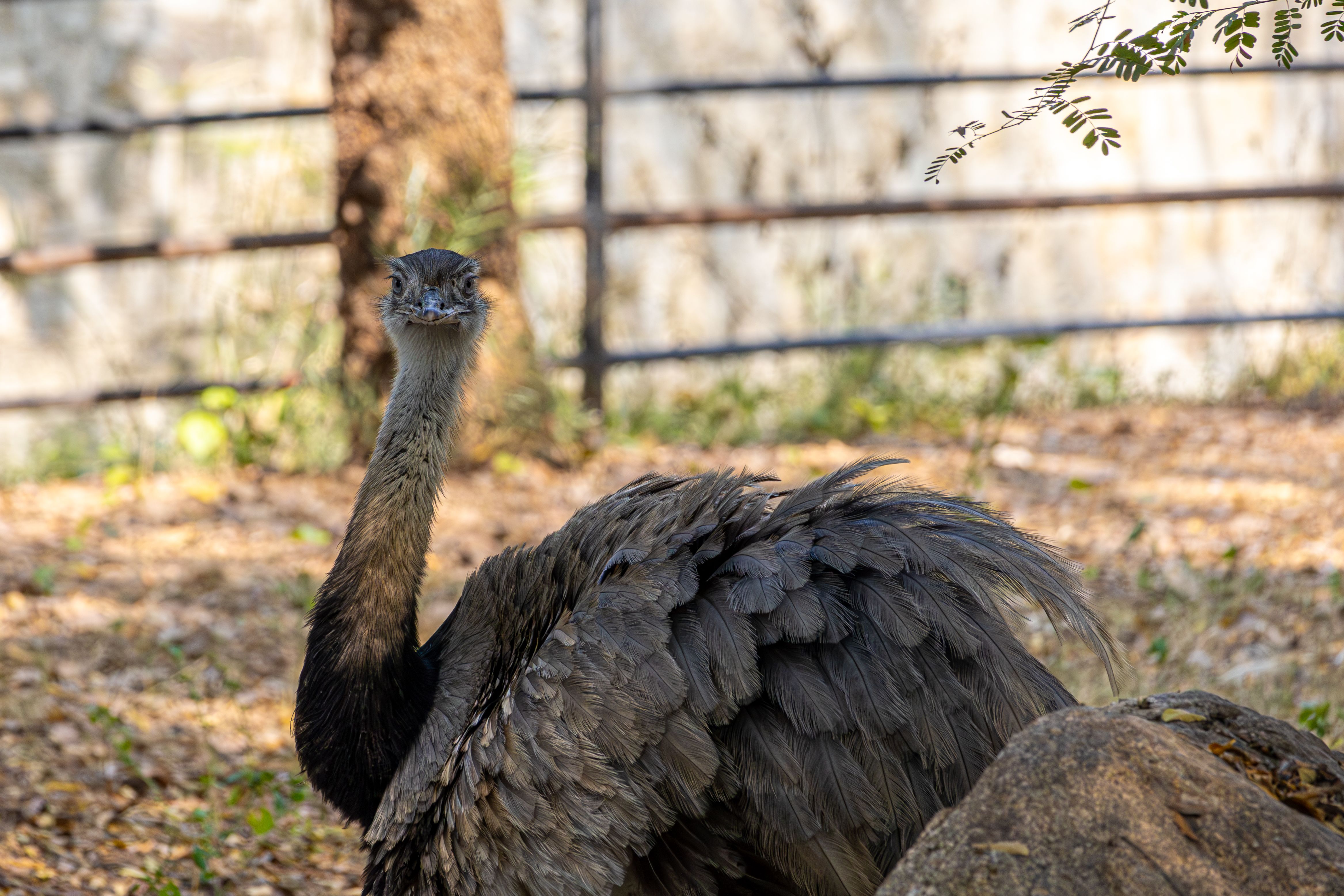 Close-up of a Rhea Bird in Natural Habitat · Free Stock Photo